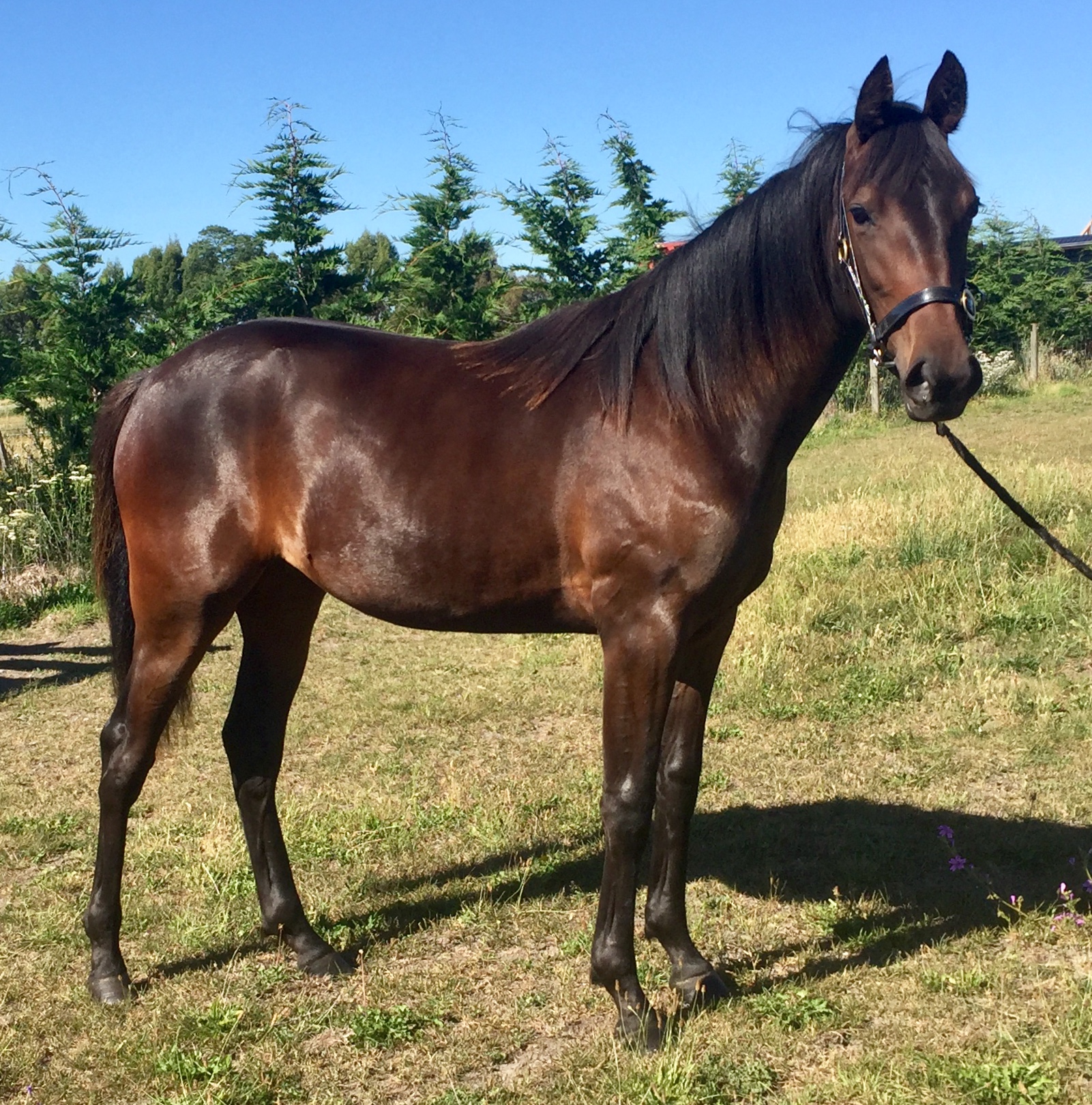 Sporty Reporter | National Standardbred Yearling Sale, Christchurch ...