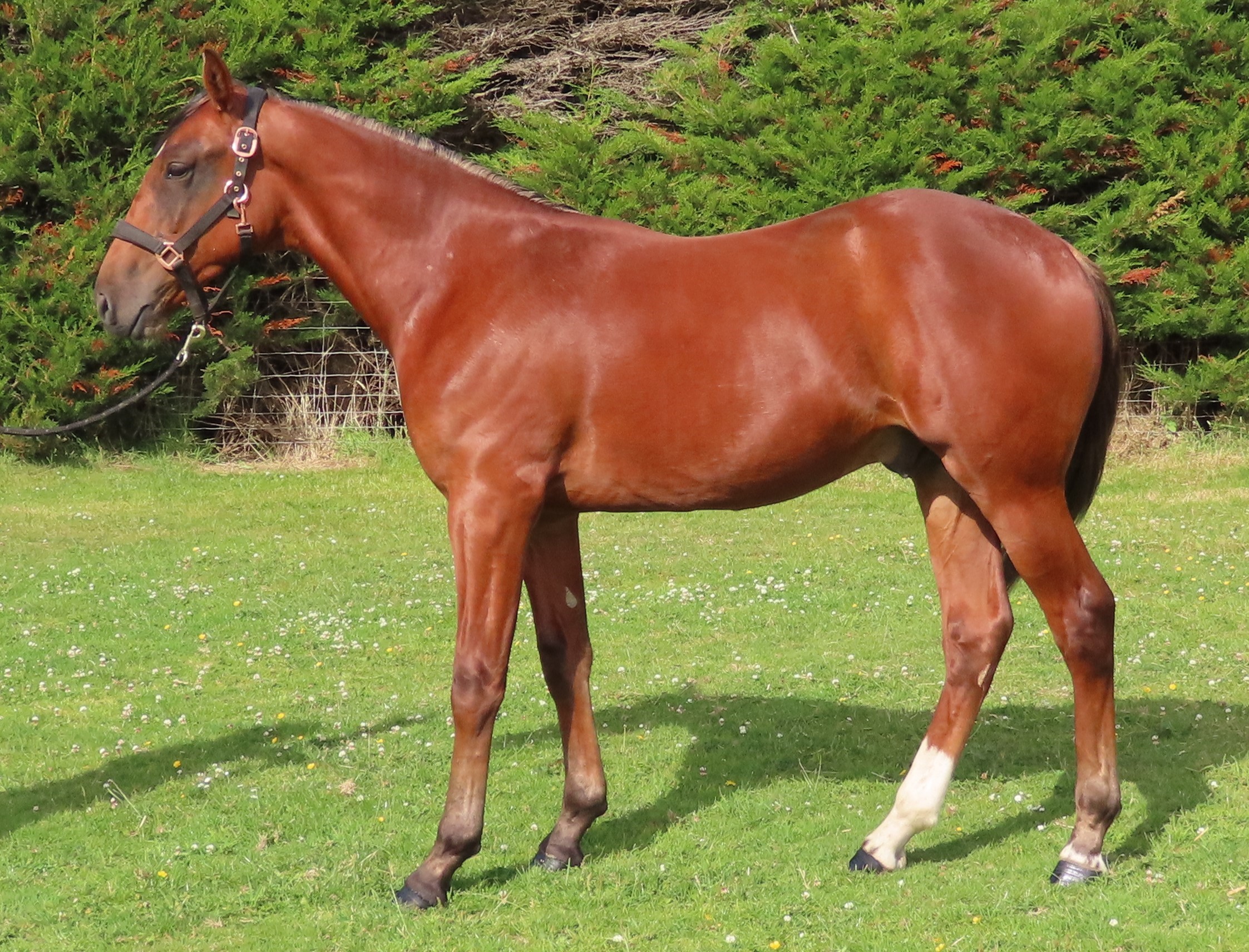 Cold Chisel | National Standardbred Yearling Sale, Christchurch | NZB ...