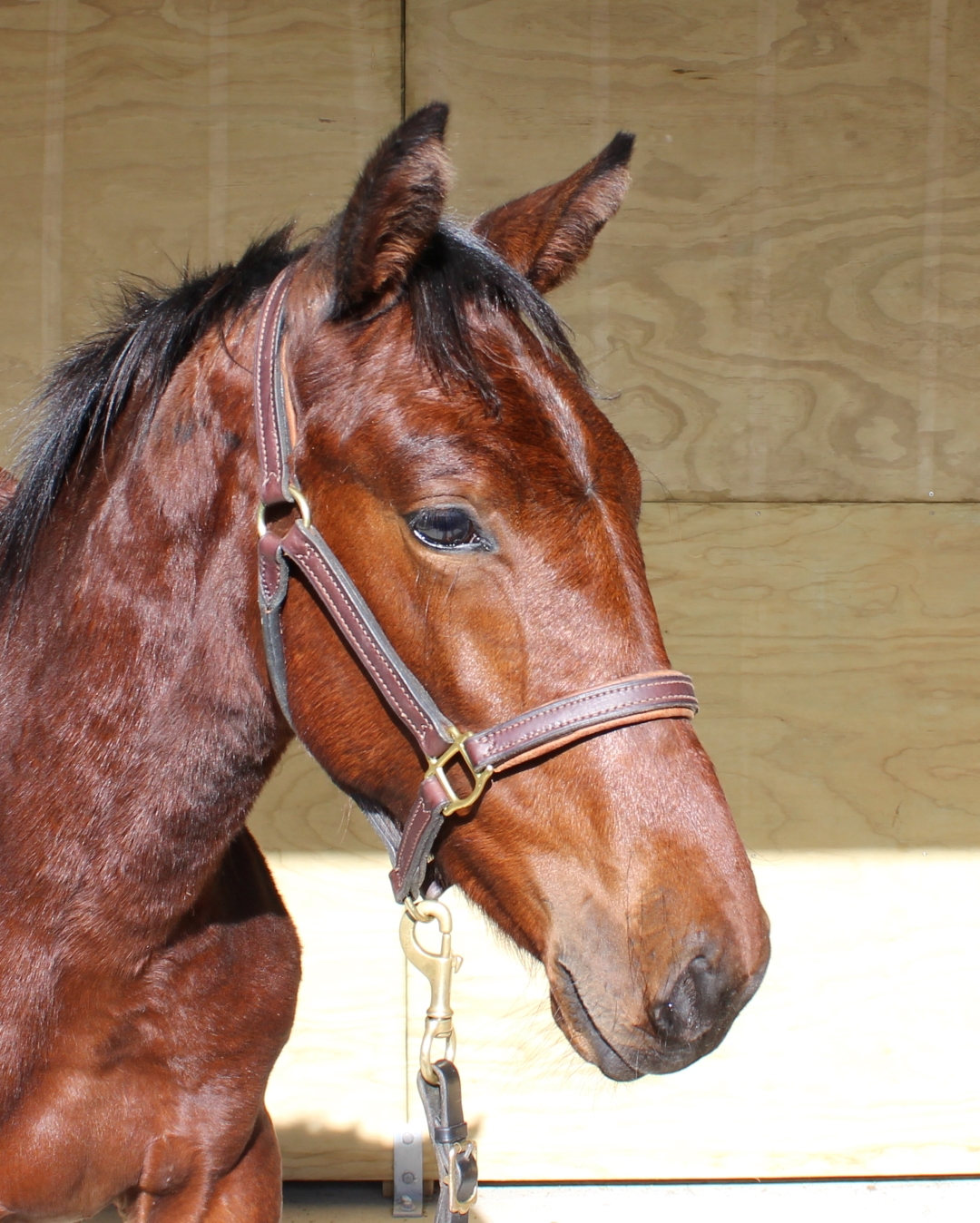 Deal Breaker | National Weanling Sale | NZB Standardbred | Standardbred ...