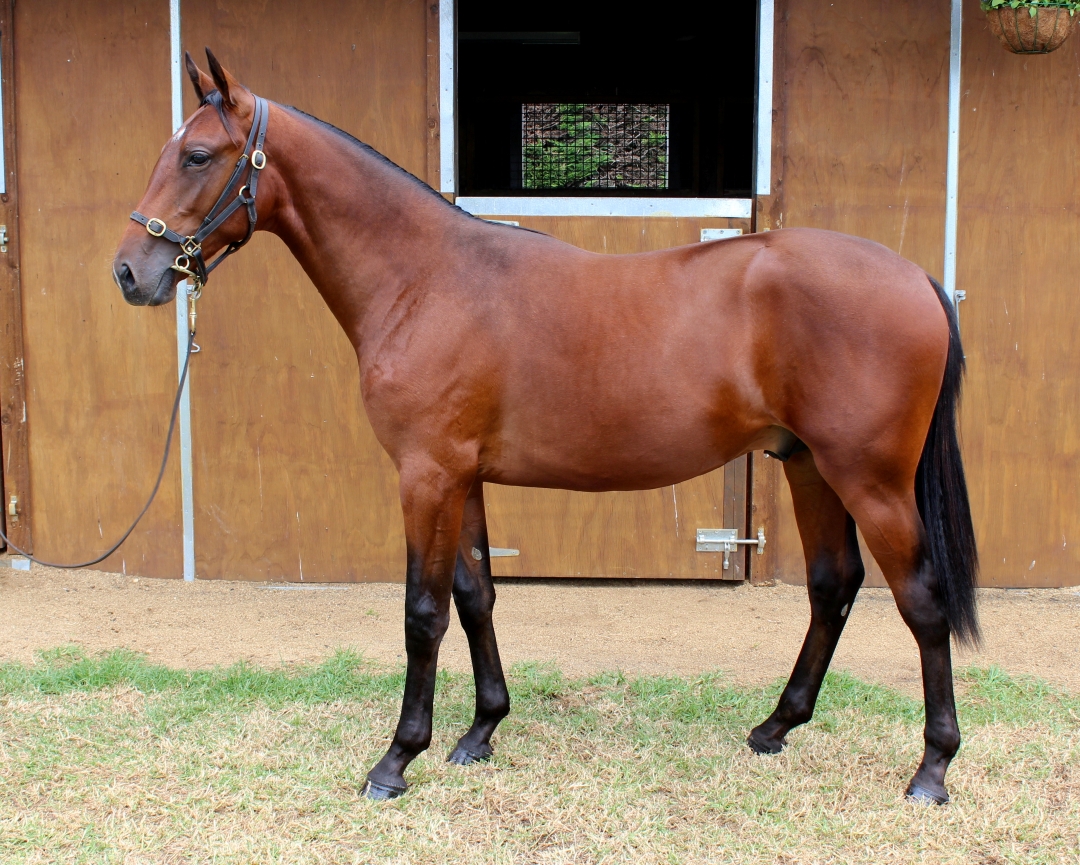 Midnight Miki | National Standardbred Yearling Sale, Auckland | NZB ...