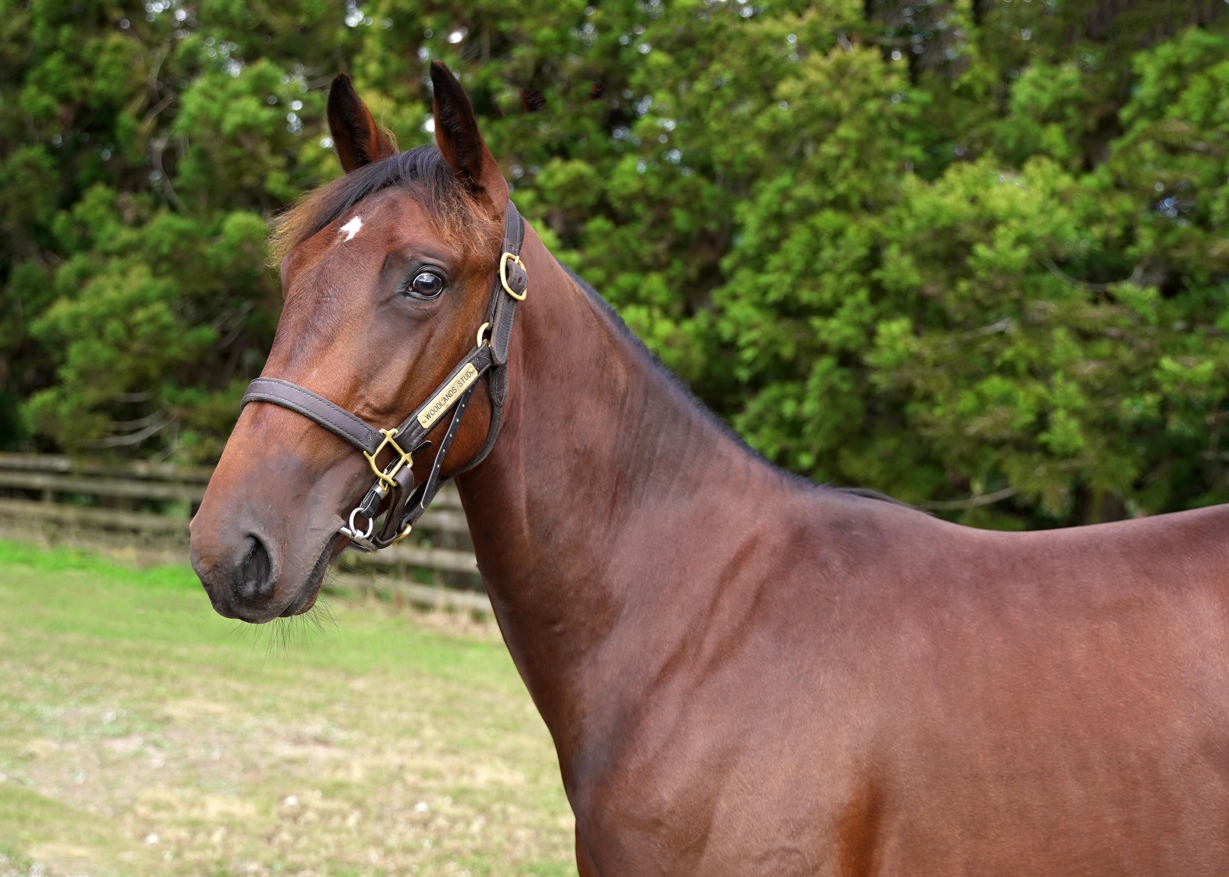 Rhinestone | National Standardbred Yearling Sale, Auckland | NZB ...