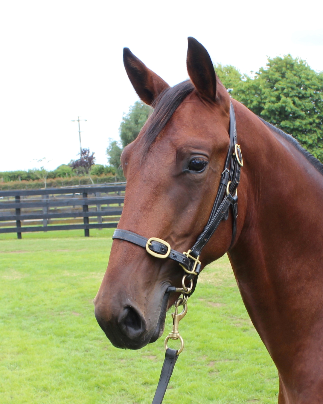 Ace Dancer | National Standardbred Yearling Sale, Auckland | NZB ...