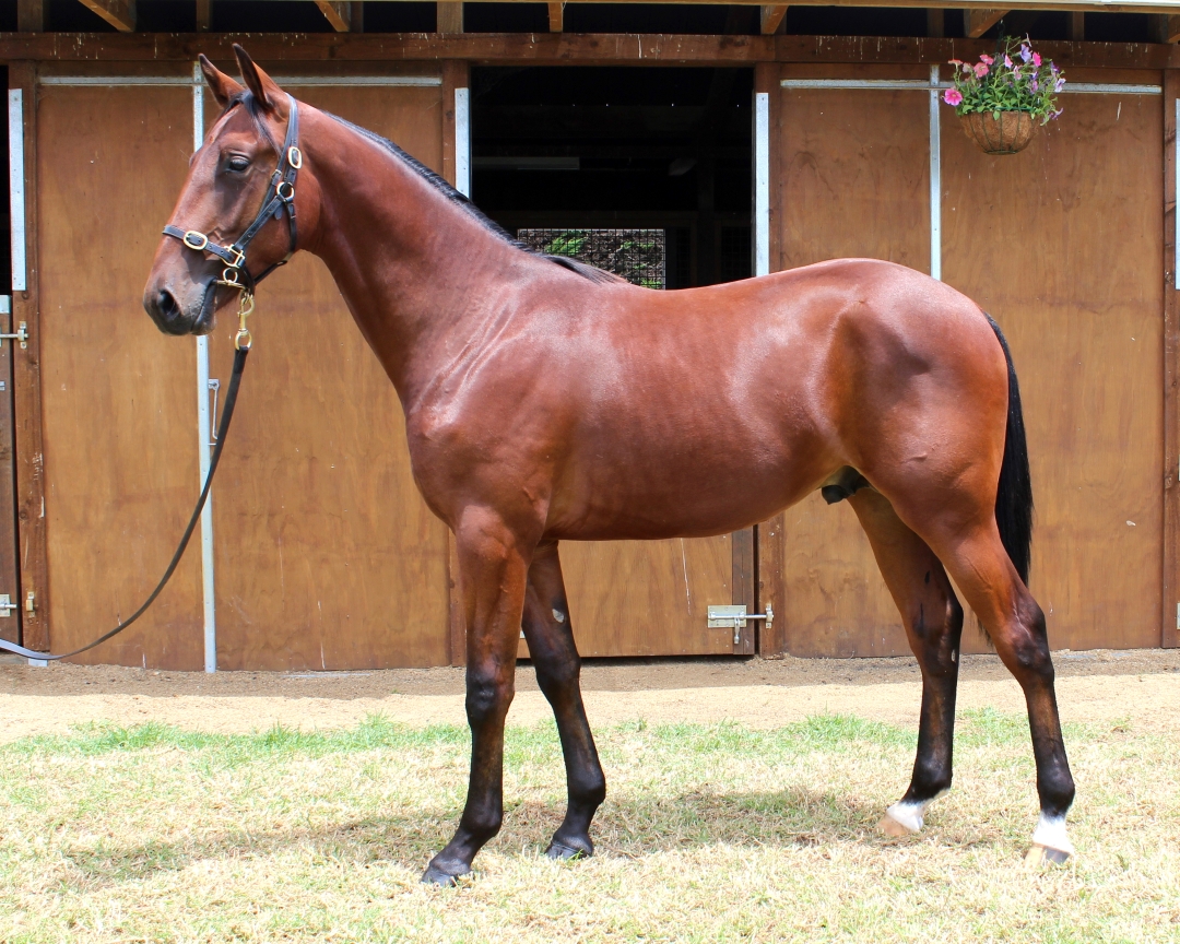 Ace Dancer | National Standardbred Yearling Sale, Auckland | NZB ...