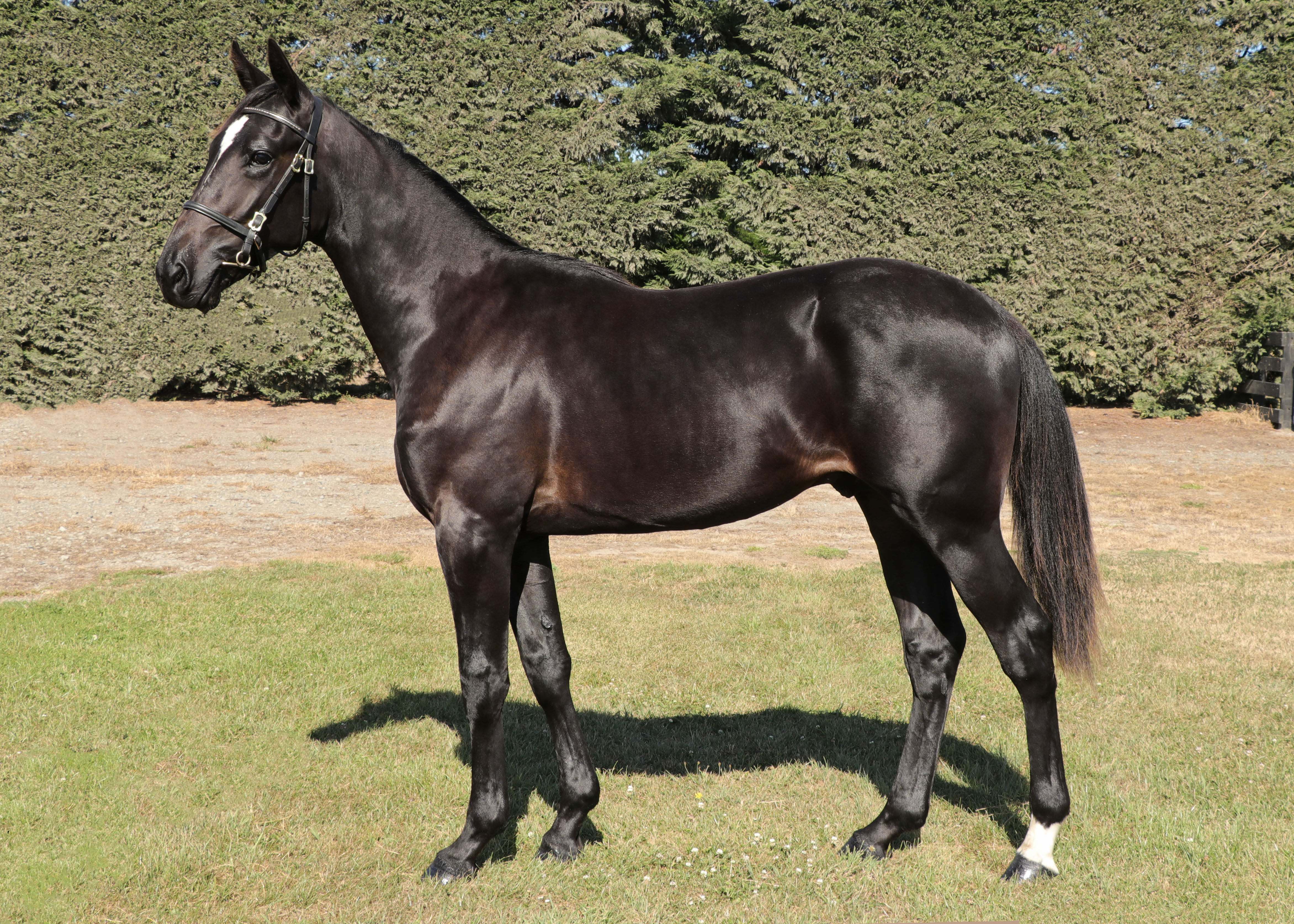 Final Approach | National Standardbred Yearling Sale, Christchurch ...
