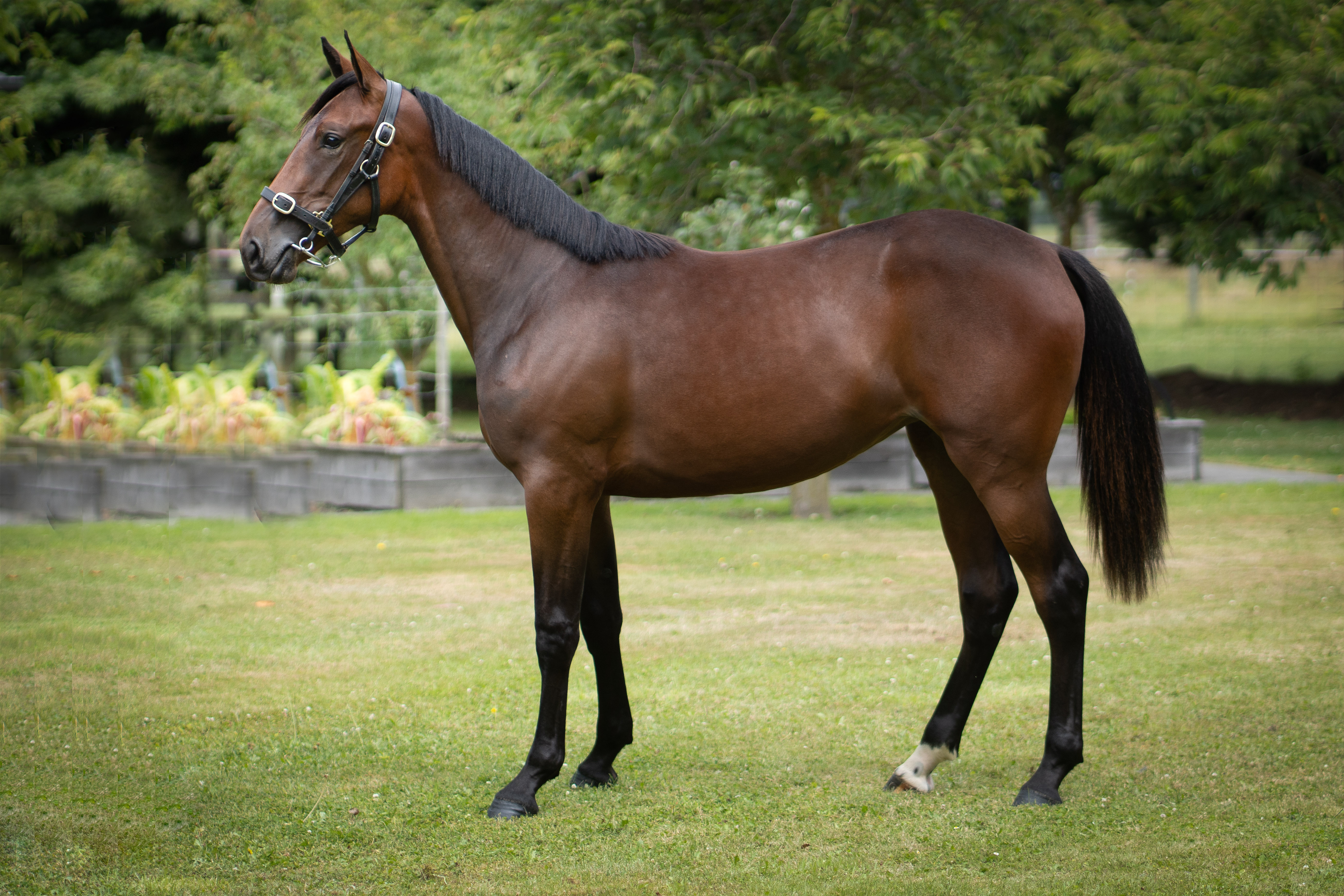 Odina | National Standardbred Yearling Sale, Christchurch | NZB ...