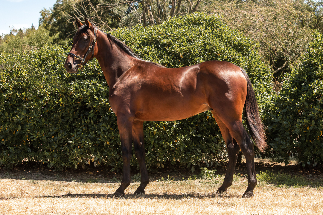 Jacks Point | National Standardbred Yearling Sale, Christchurch | NZB ...
