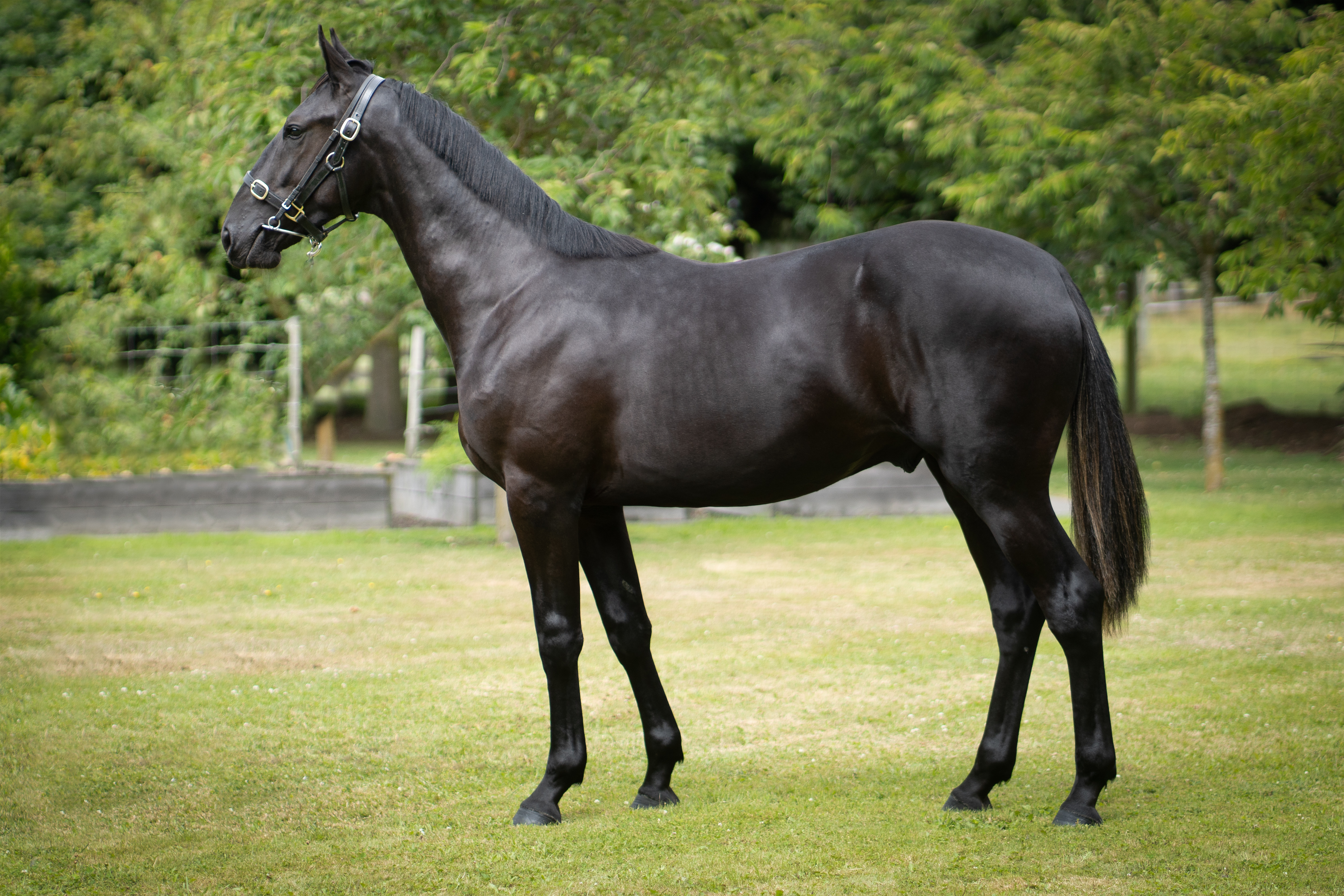 Overwatch | National Standardbred Yearling Sale, Christchurch | NZB ...