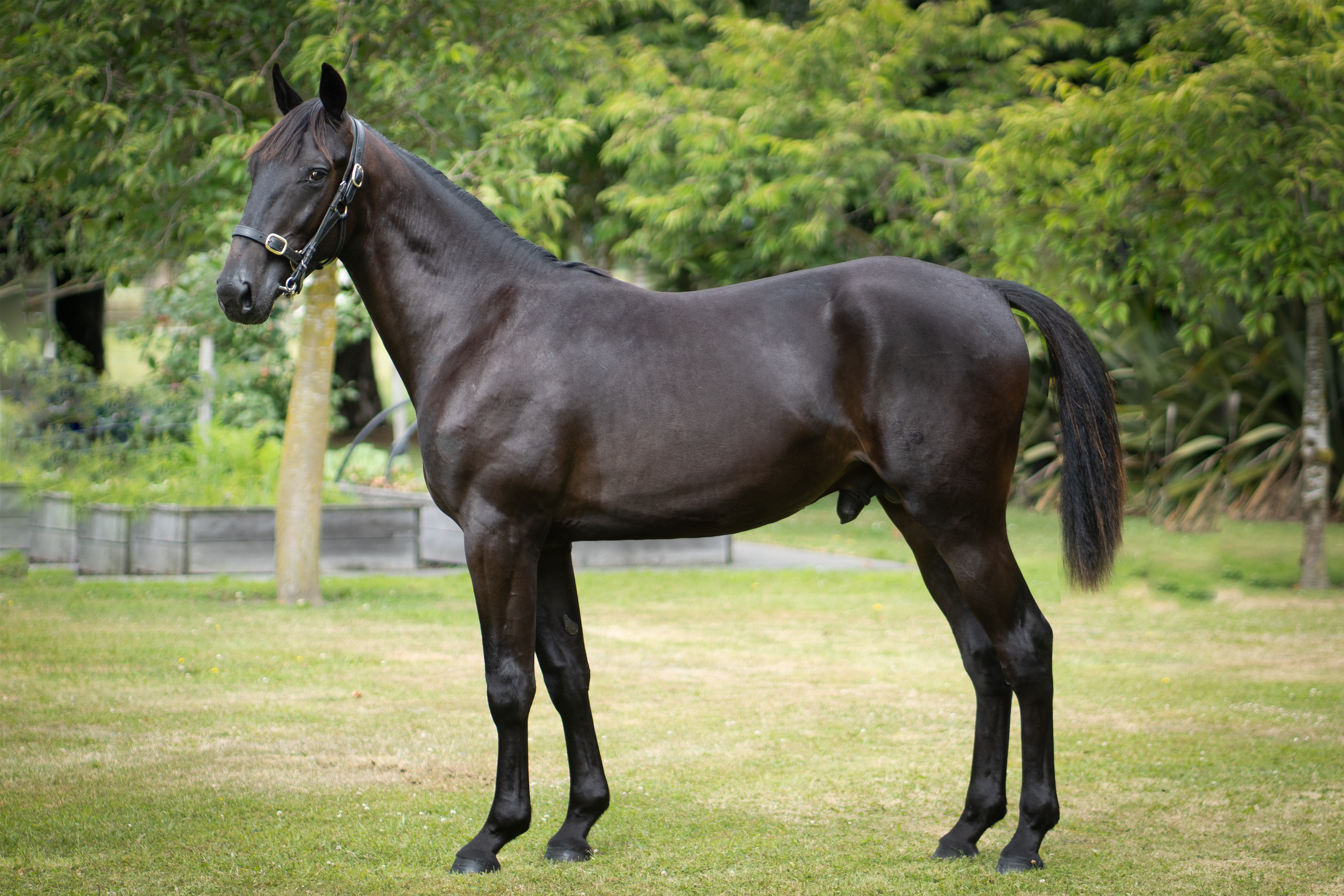 Delight With Me | National Standardbred Yearling Sale, Christchurch ...
