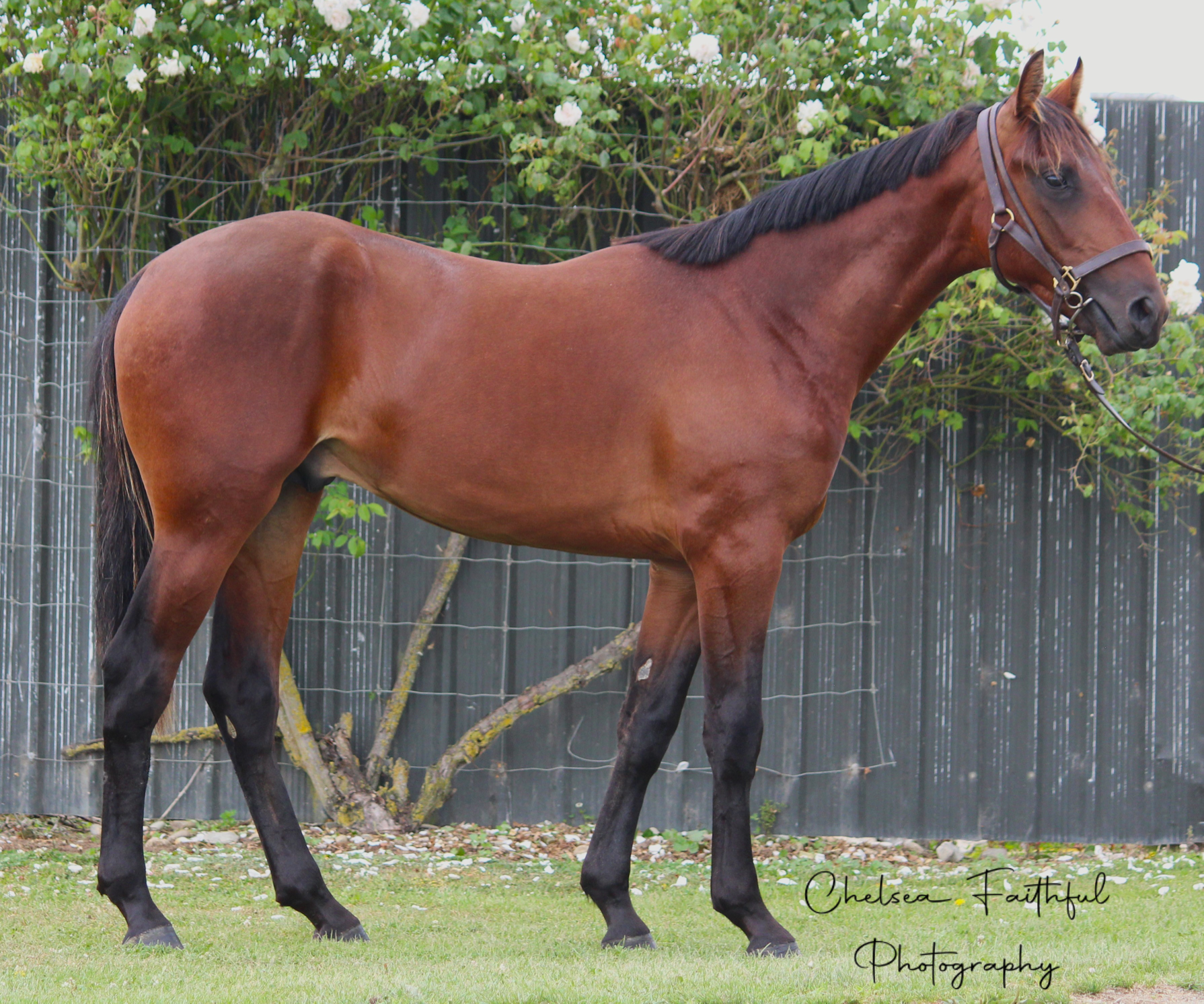 The Highwayman | National Standardbred Yearling Sale, Christchurch ...