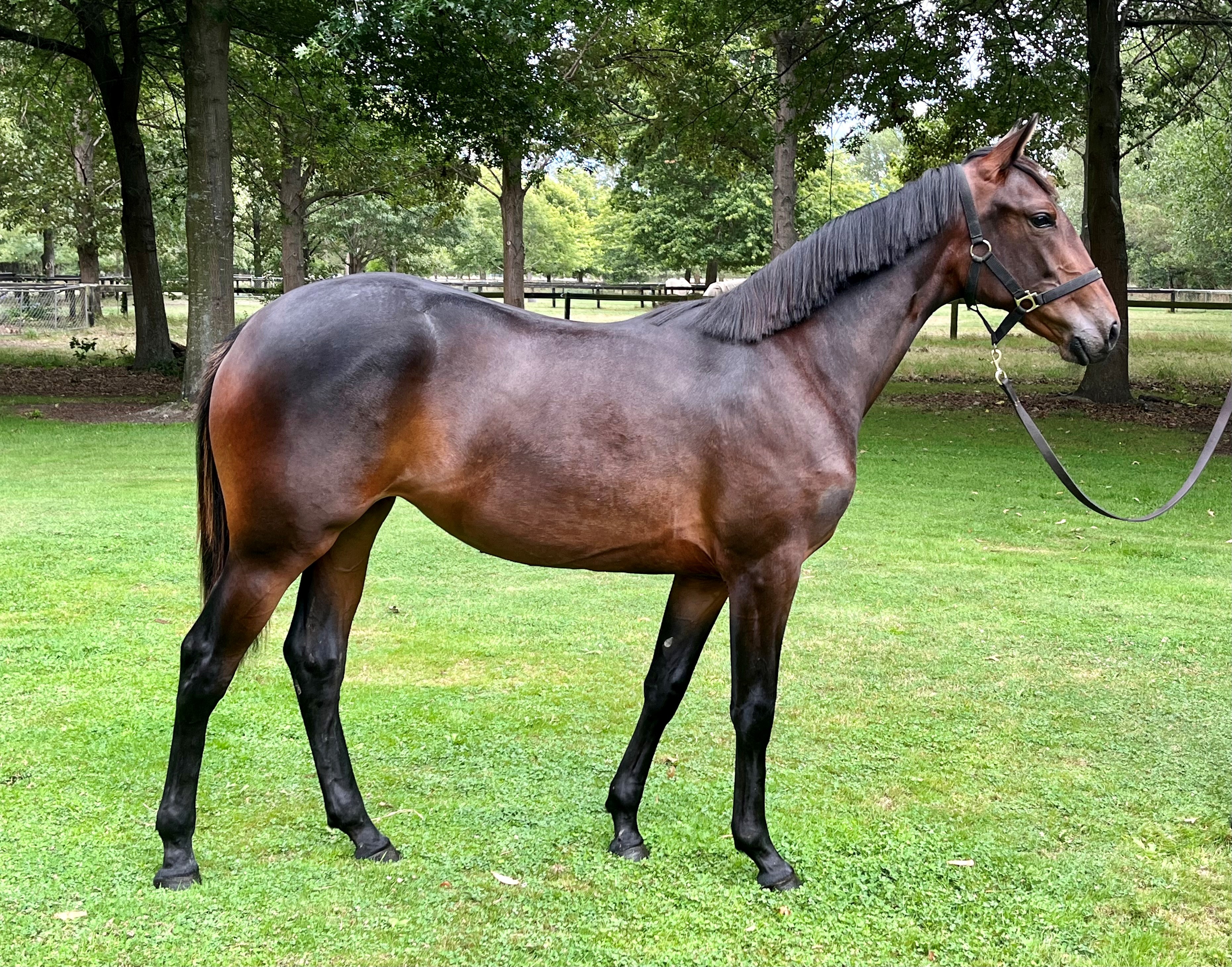 Another Sister | National Standardbred Yearling Sale, Christchurch ...