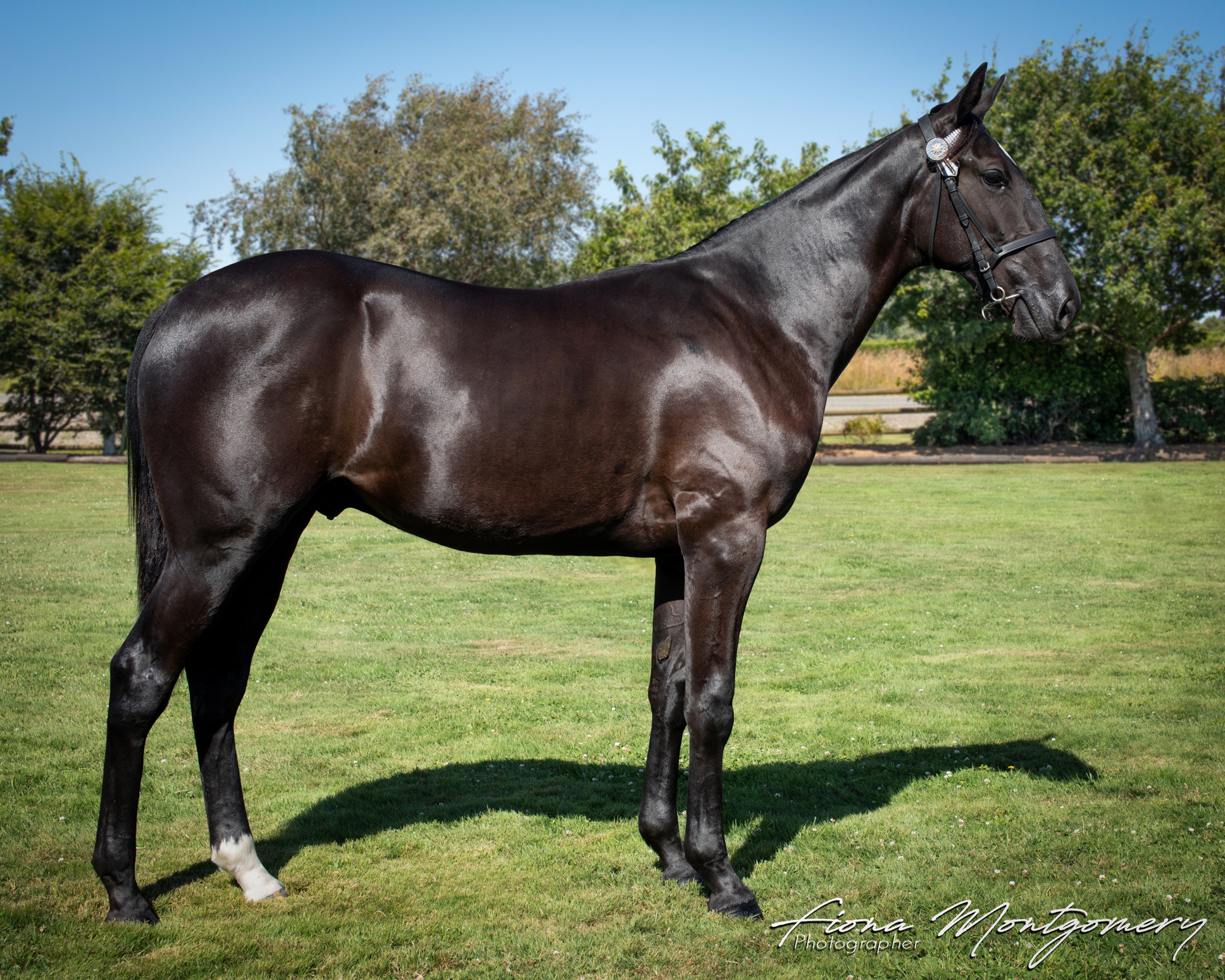 (Karloo) Top Draw | National Standardbred Yearling Sale, Christchurch ...