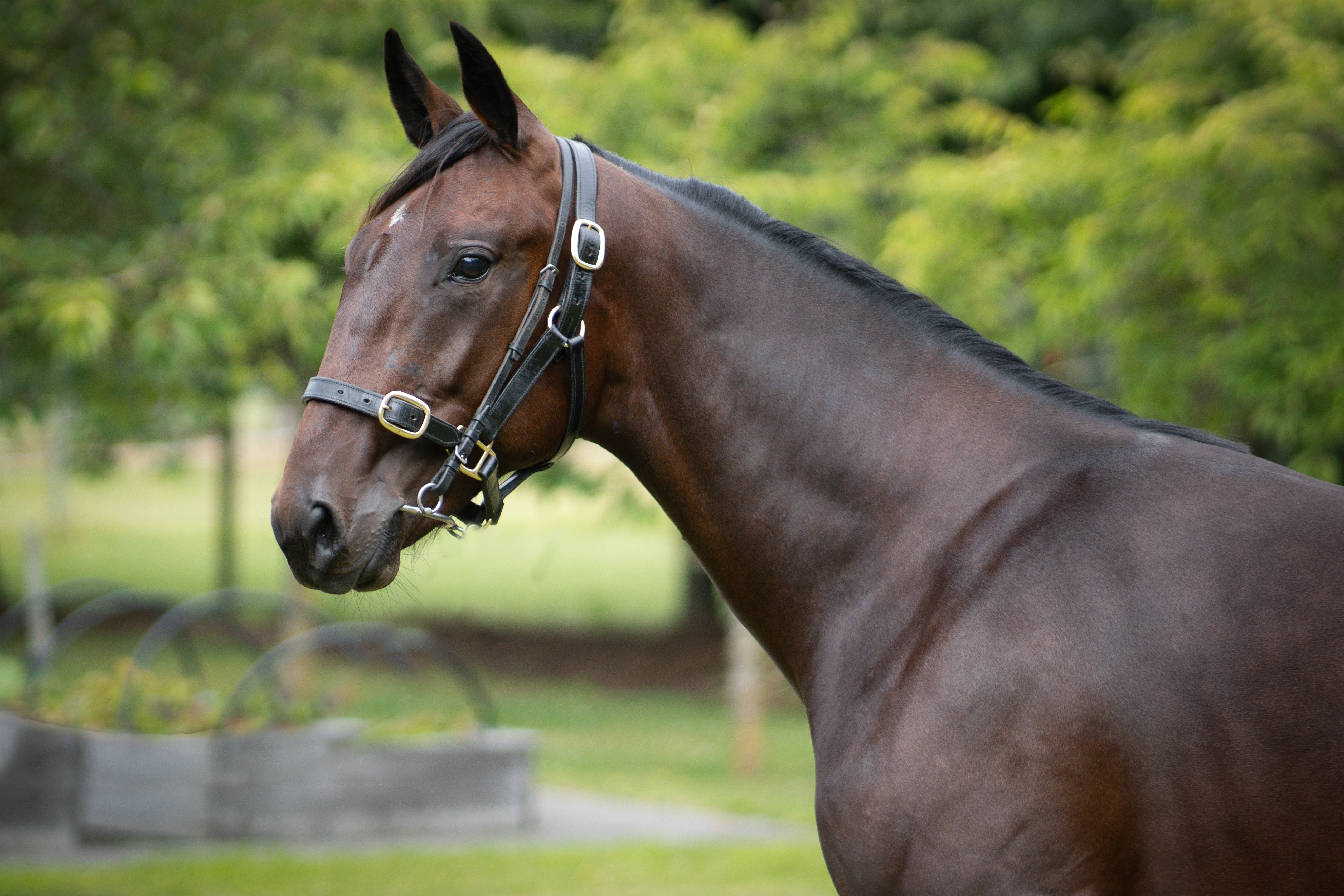 Flashpoint | National Standardbred Yearling Sale, Christchurch | NZB ...