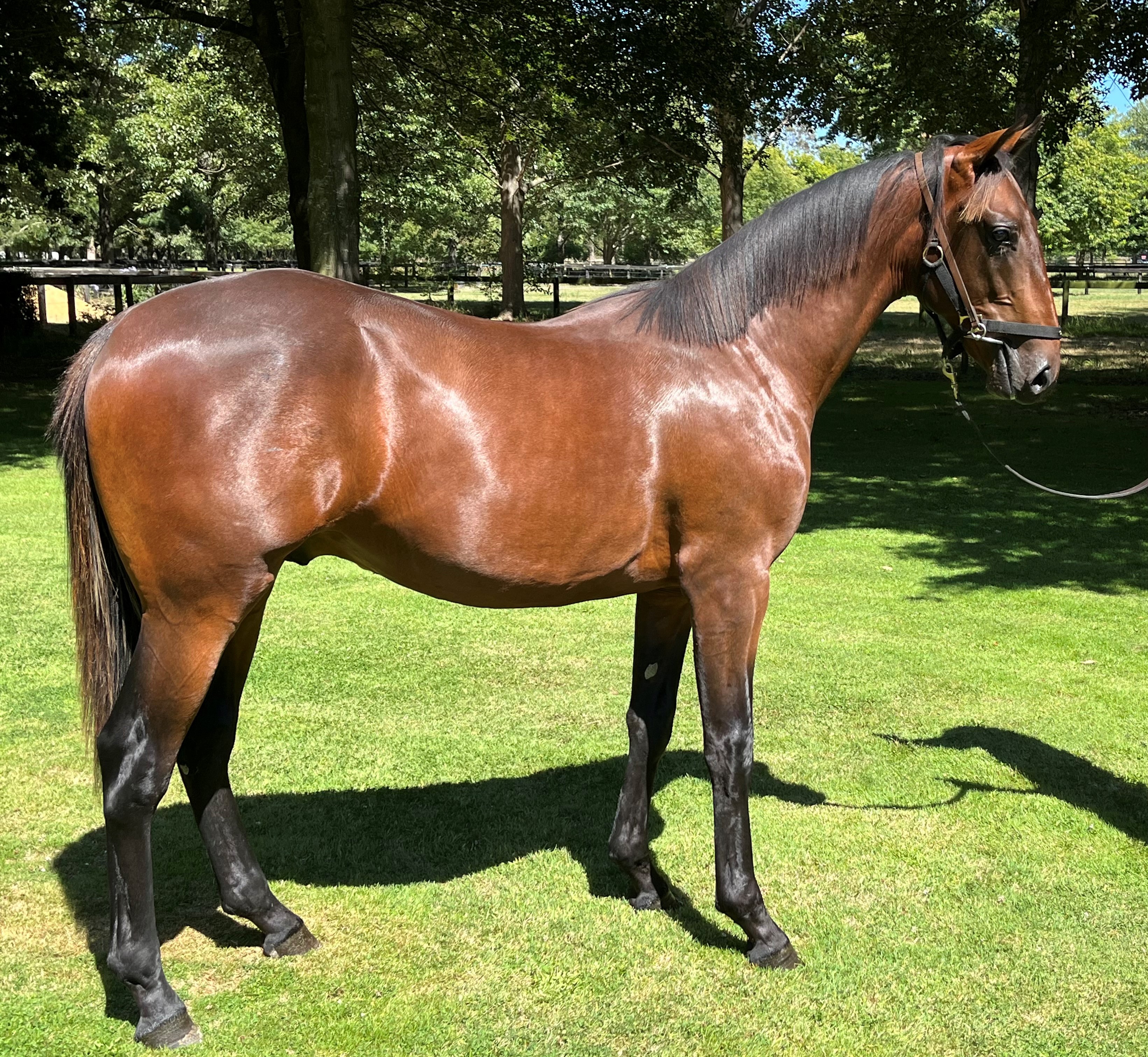 Got The Chocolates | National Standardbred Yearling Sale, Christchurch ...