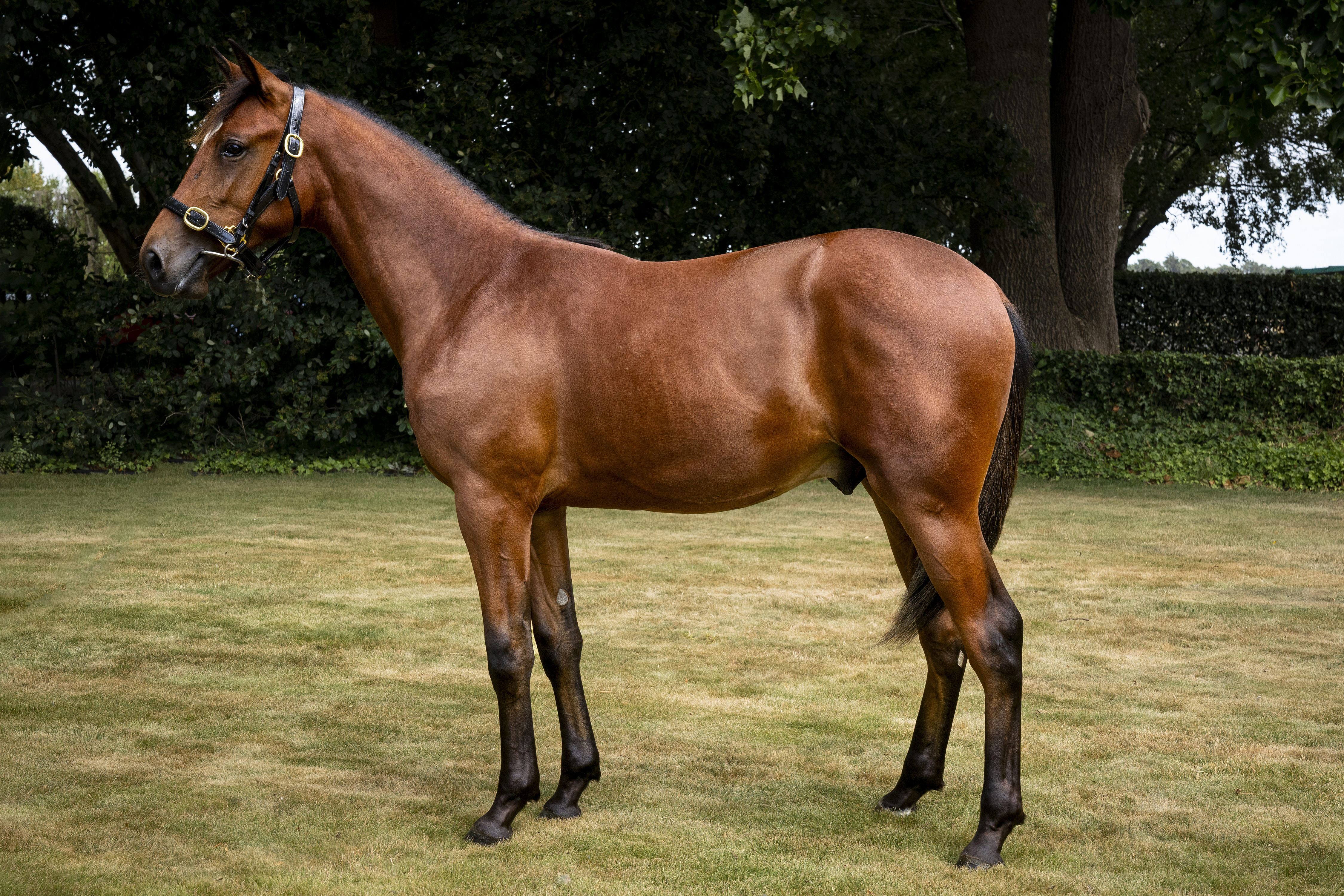 Moonshiner | National Standardbred Yearling Sale, Christchurch | NZB ...