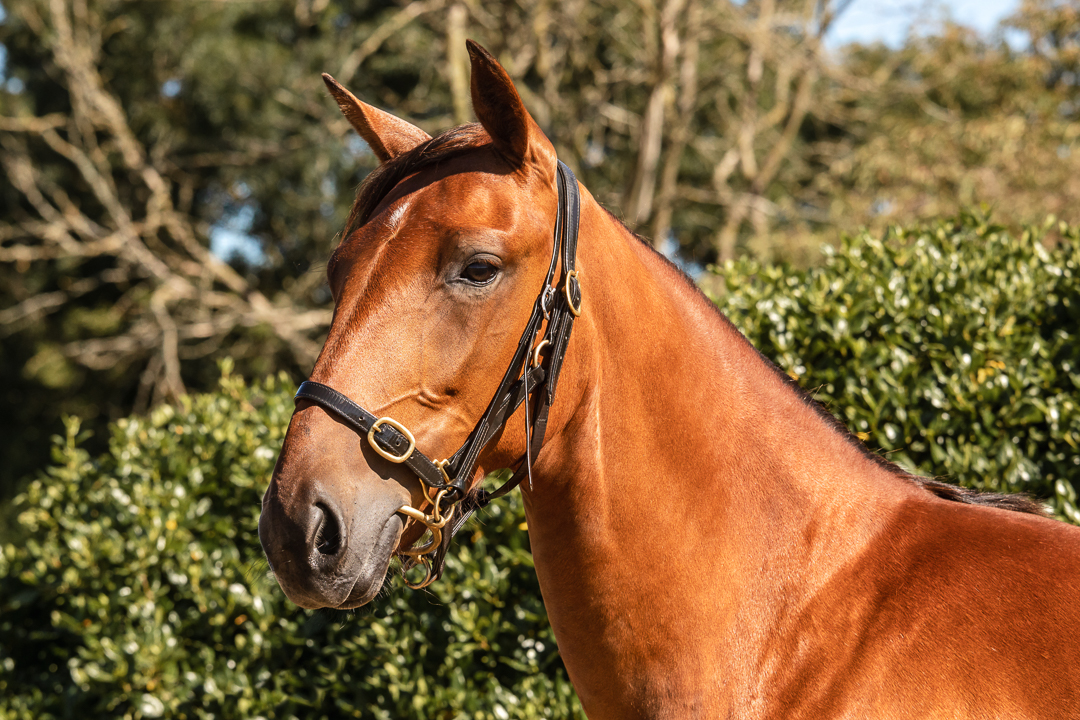 Isle Of Mae | National Standardbred Yearling Sale, Christchurch | NZB ...