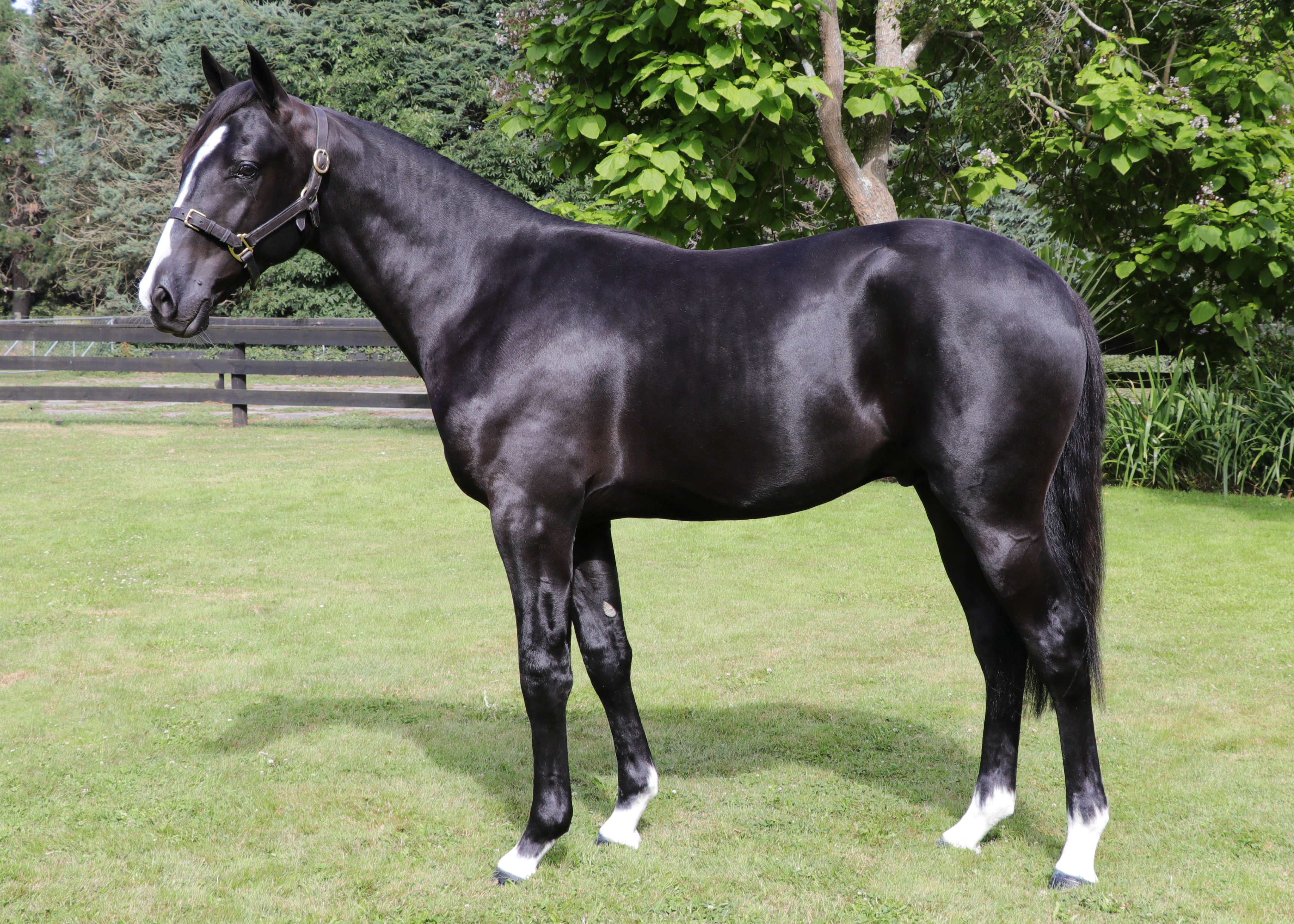 Black Tattoo | National Standardbred Yearling Sale, Christchurch | NZB ...