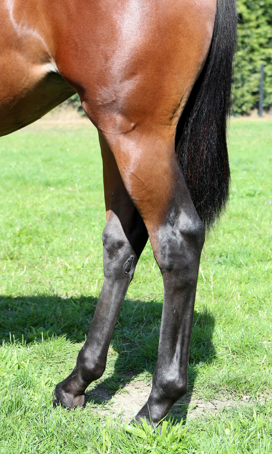 Nasana | National Standardbred Yearling Sale, Christchurch | NZB ...