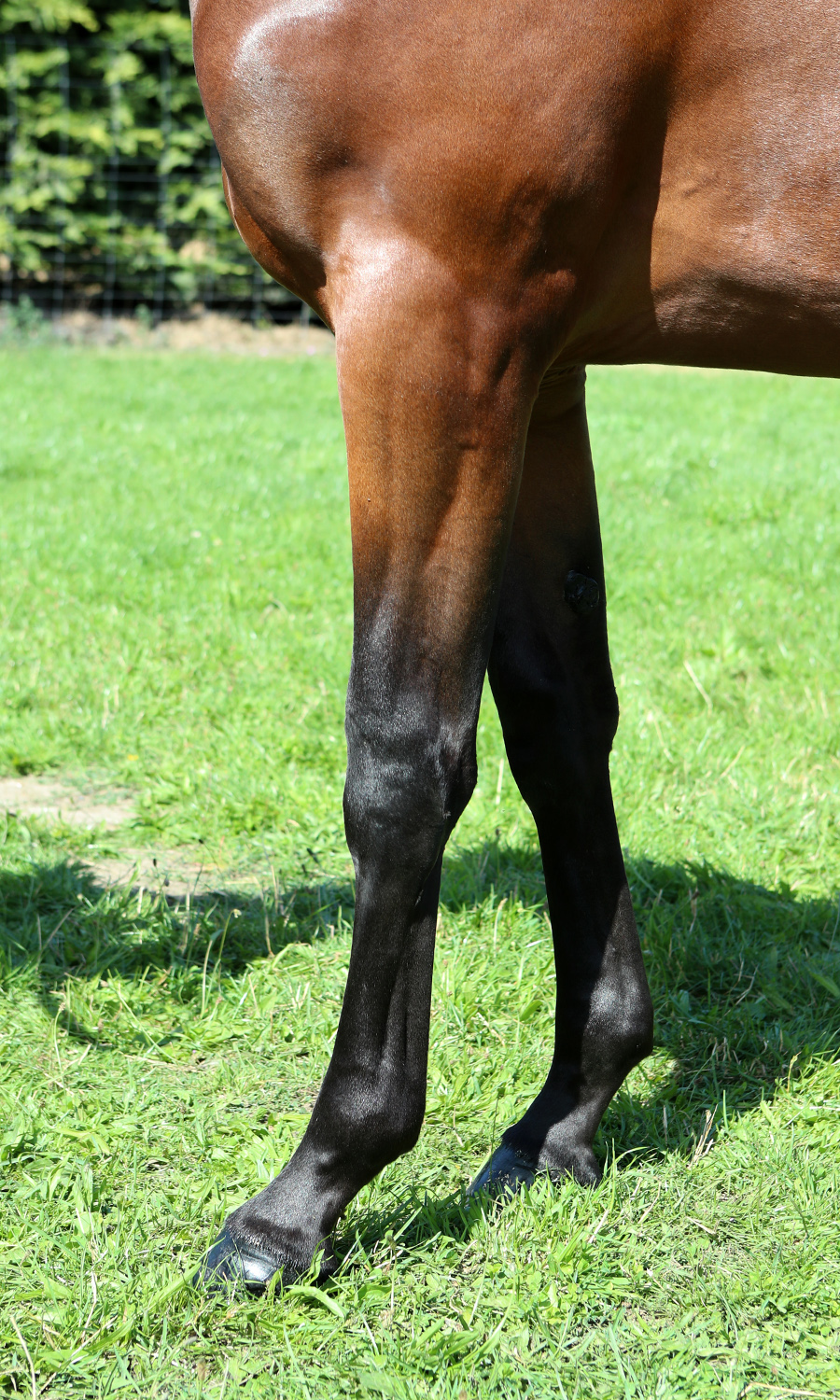 Nasana | National Standardbred Yearling Sale, Christchurch | NZB ...