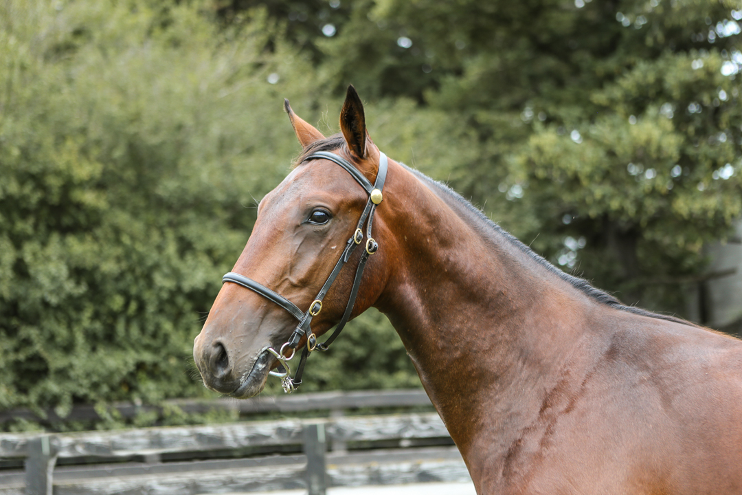 Ragazzo Art | National Standardbred Yearling Sale, Christchurch | NZB ...