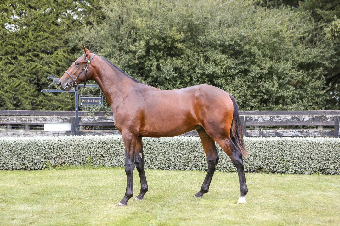 Ragazzo Art | National Standardbred Yearling Sale, Christchurch | NZB ...