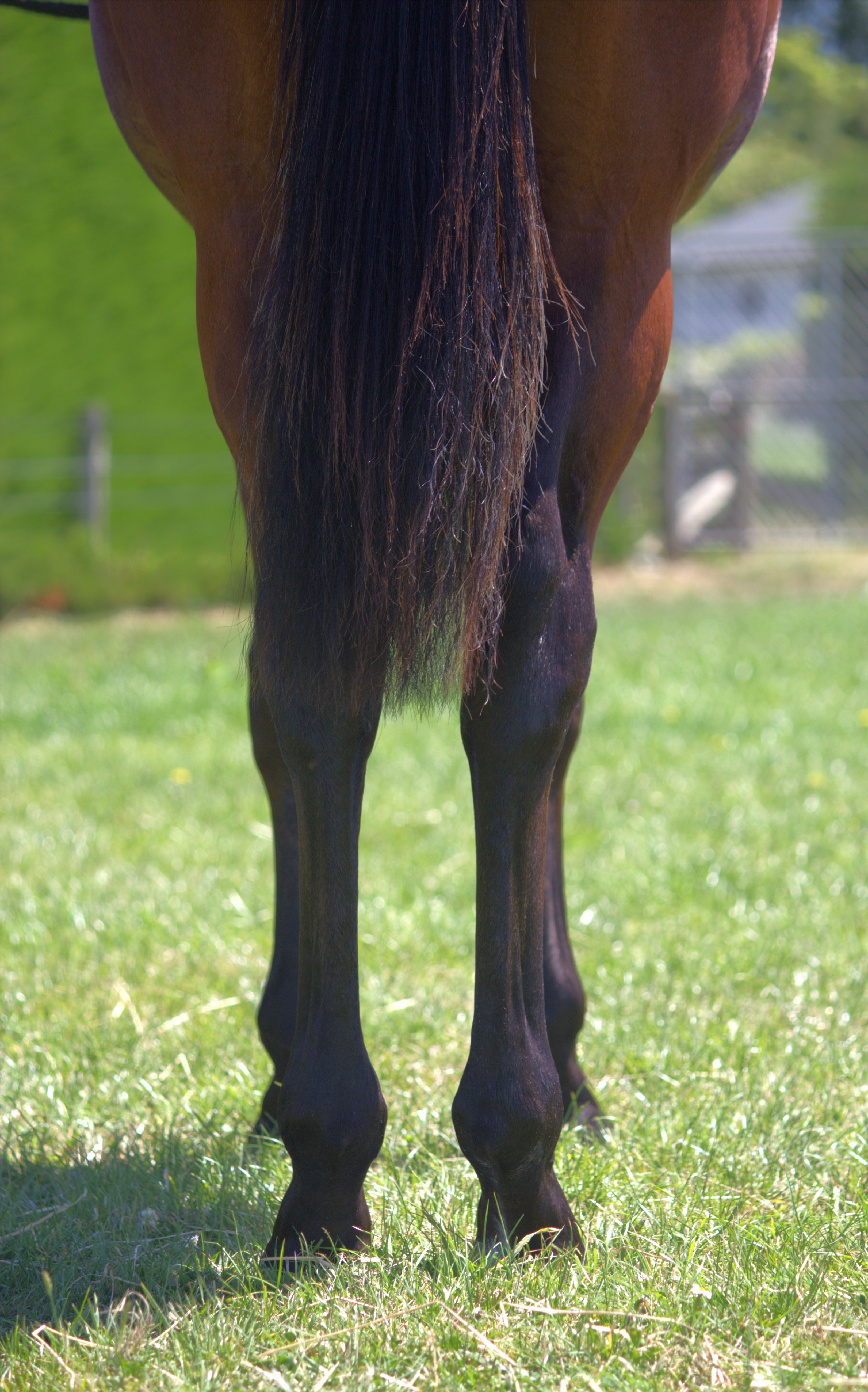 Treasure Cove | National Standardbred Yearling Sale, Christchurch | NZB ...
