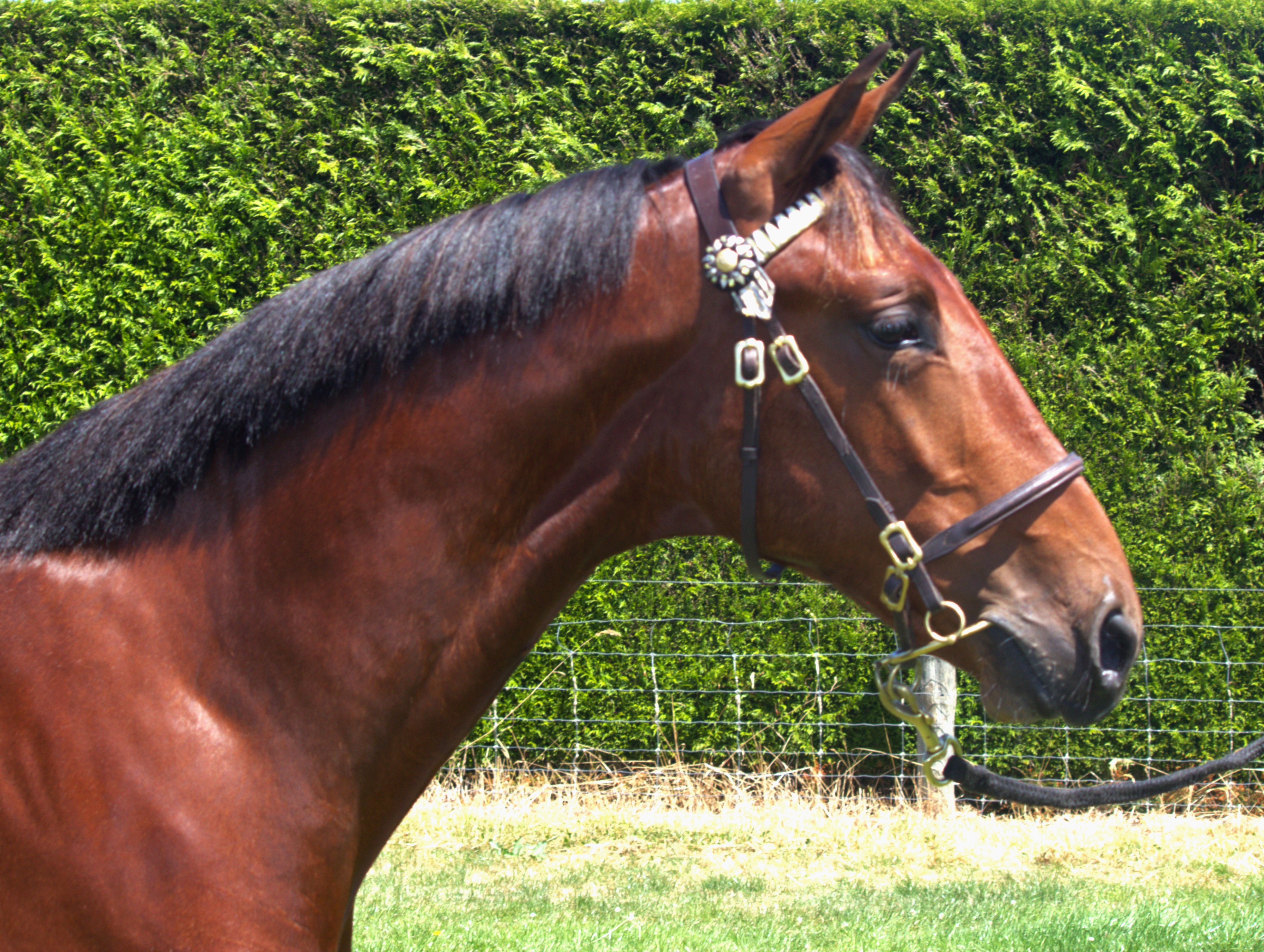 Treasure Cove | National Standardbred Yearling Sale, Christchurch | NZB ...
