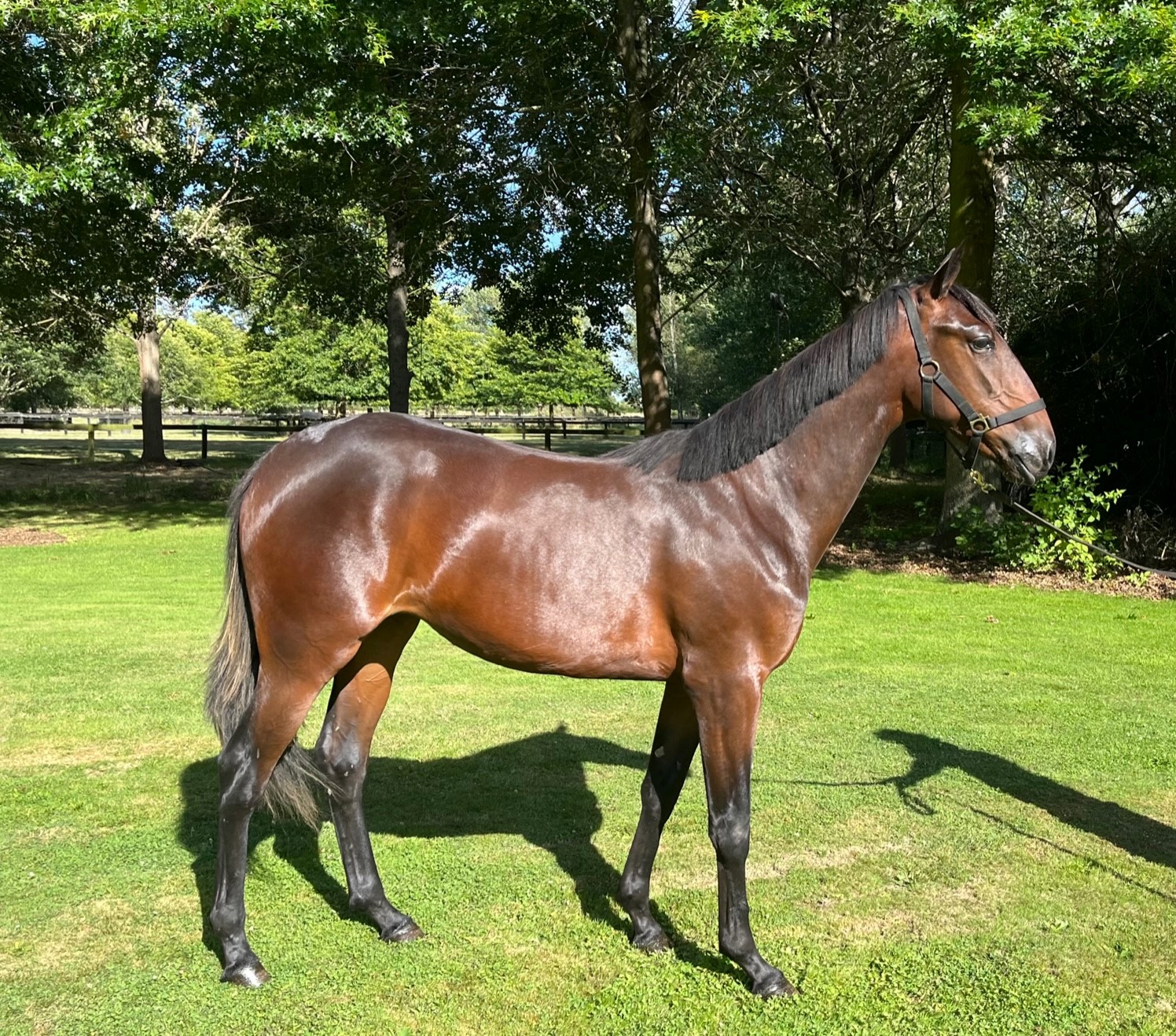 Mythical | National Standardbred Yearling Sale, Christchurch | NZB ...