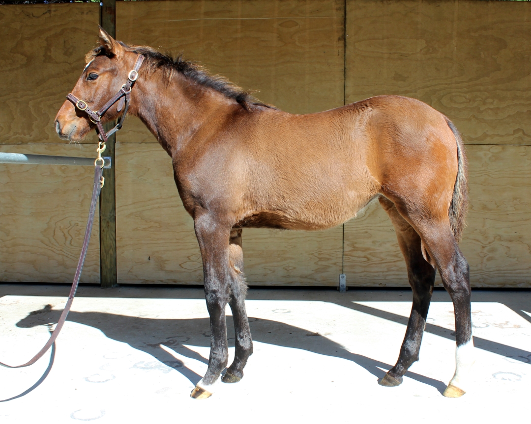 | National Weanling Sale | NZB Standardbred | Standardbred Auction House
