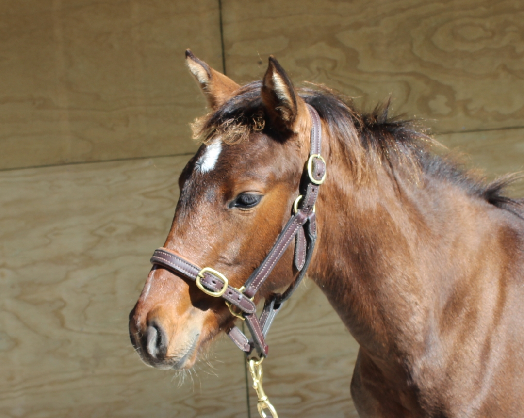| National Weanling Sale | NZB Standardbred | Standardbred Auction House
