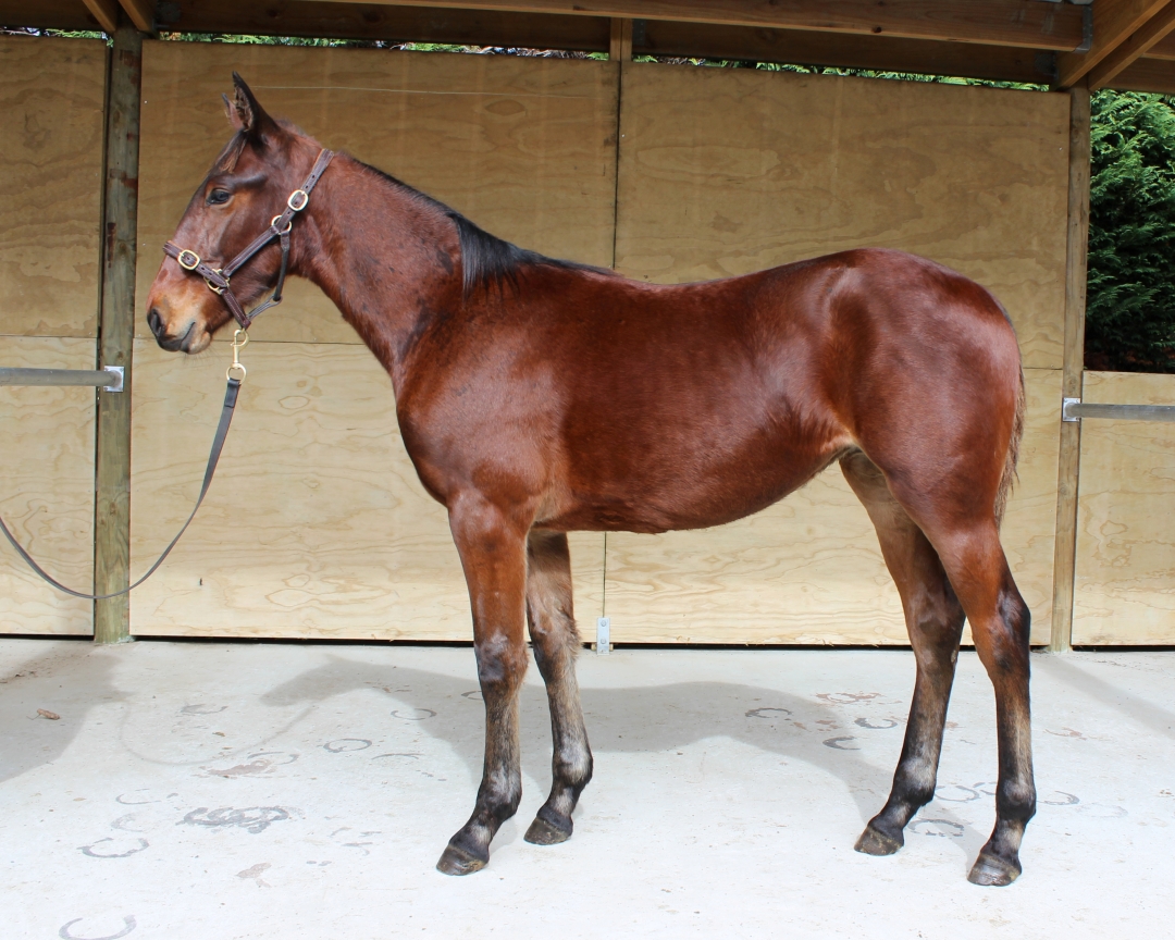 Rakero Maddie | National Weanling Sale | NZB Standardbred ...