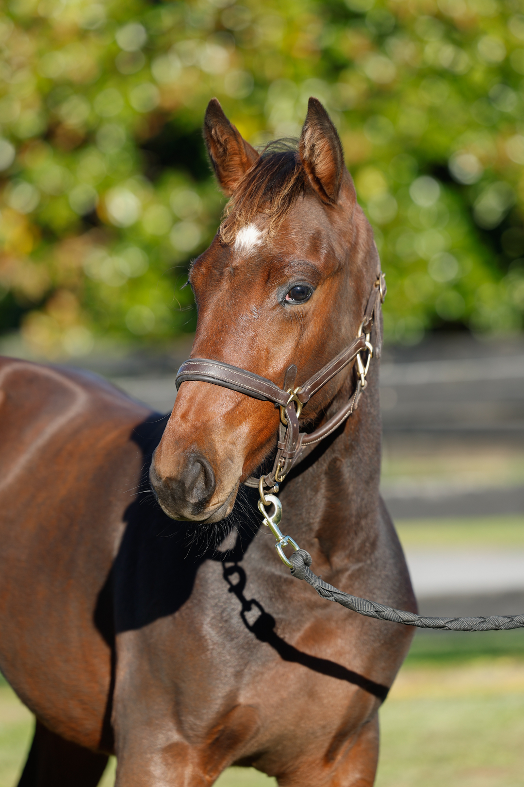 Rakero Riley | National Weanling Sale | NZB Standardbred | Standardbred ...