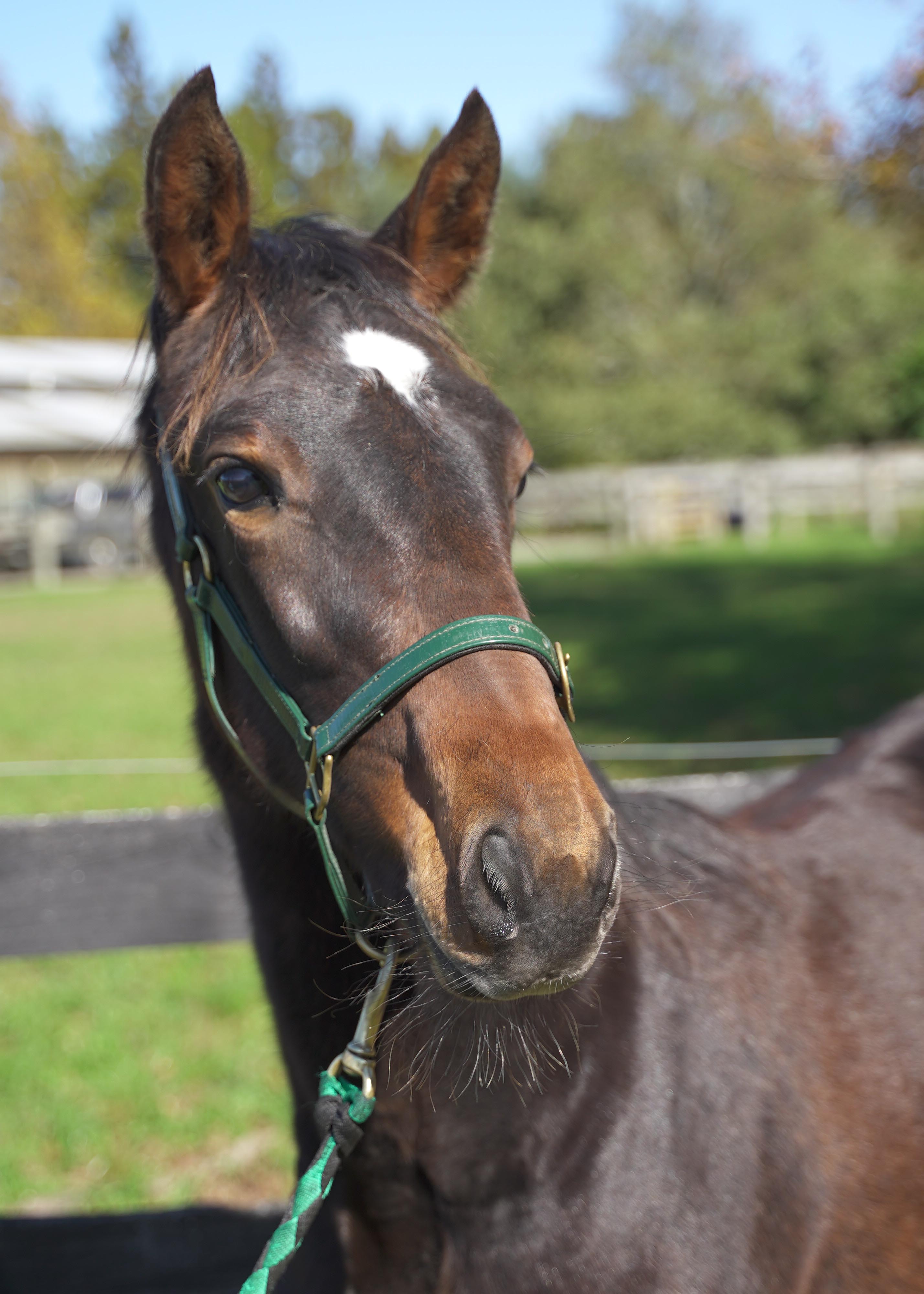 Bonnie Gem | National Weanling Sale | NZB Standardbred | Standardbred ...
