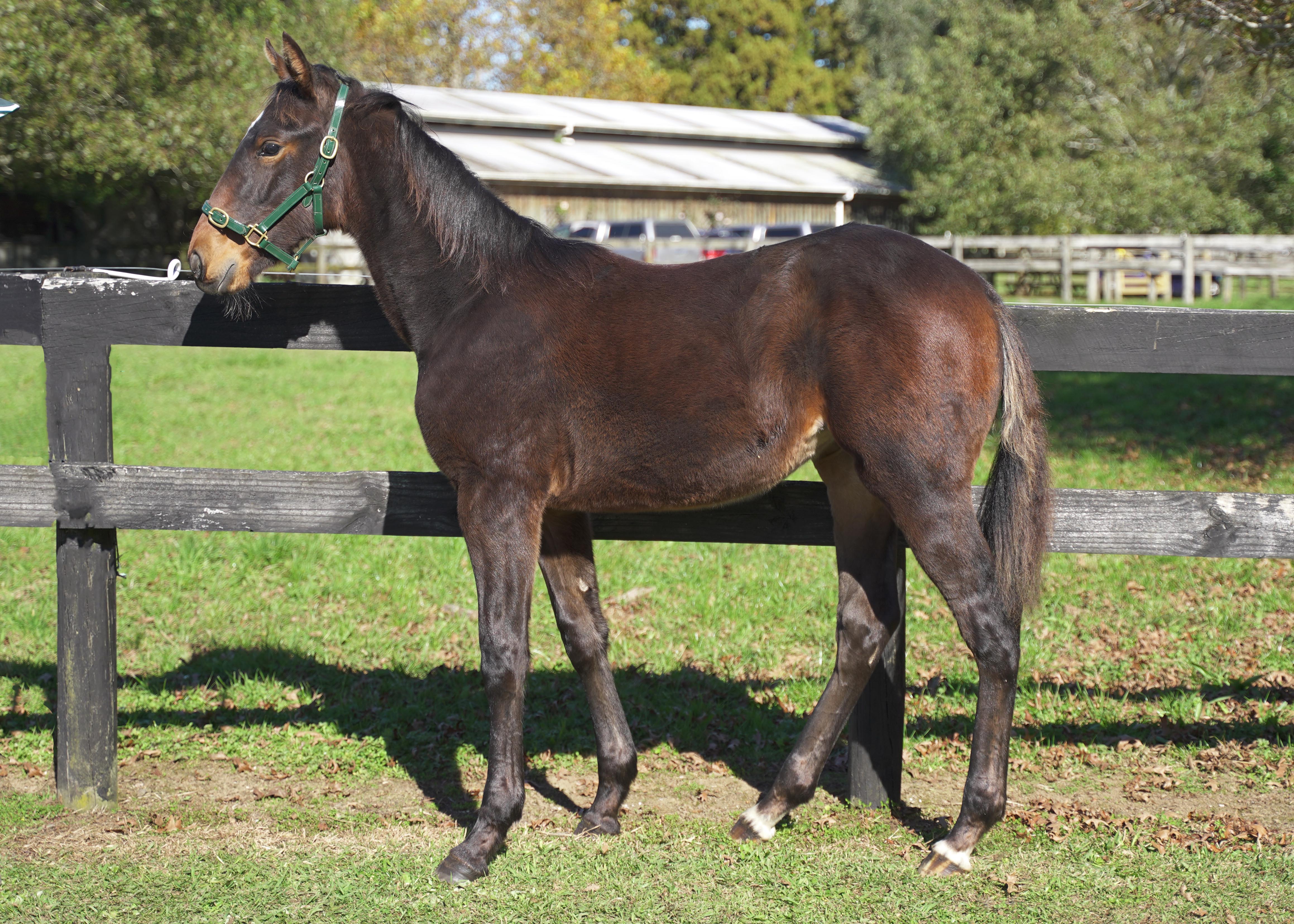 Bonnie Gem | National Weanling Sale | NZB Standardbred | Standardbred ...
