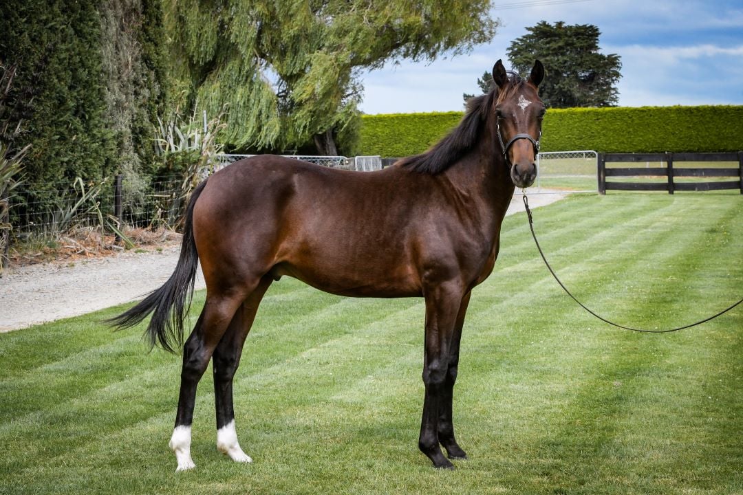 Bettor Be Special | National Yearling Sale, Christchurch | NZB ...