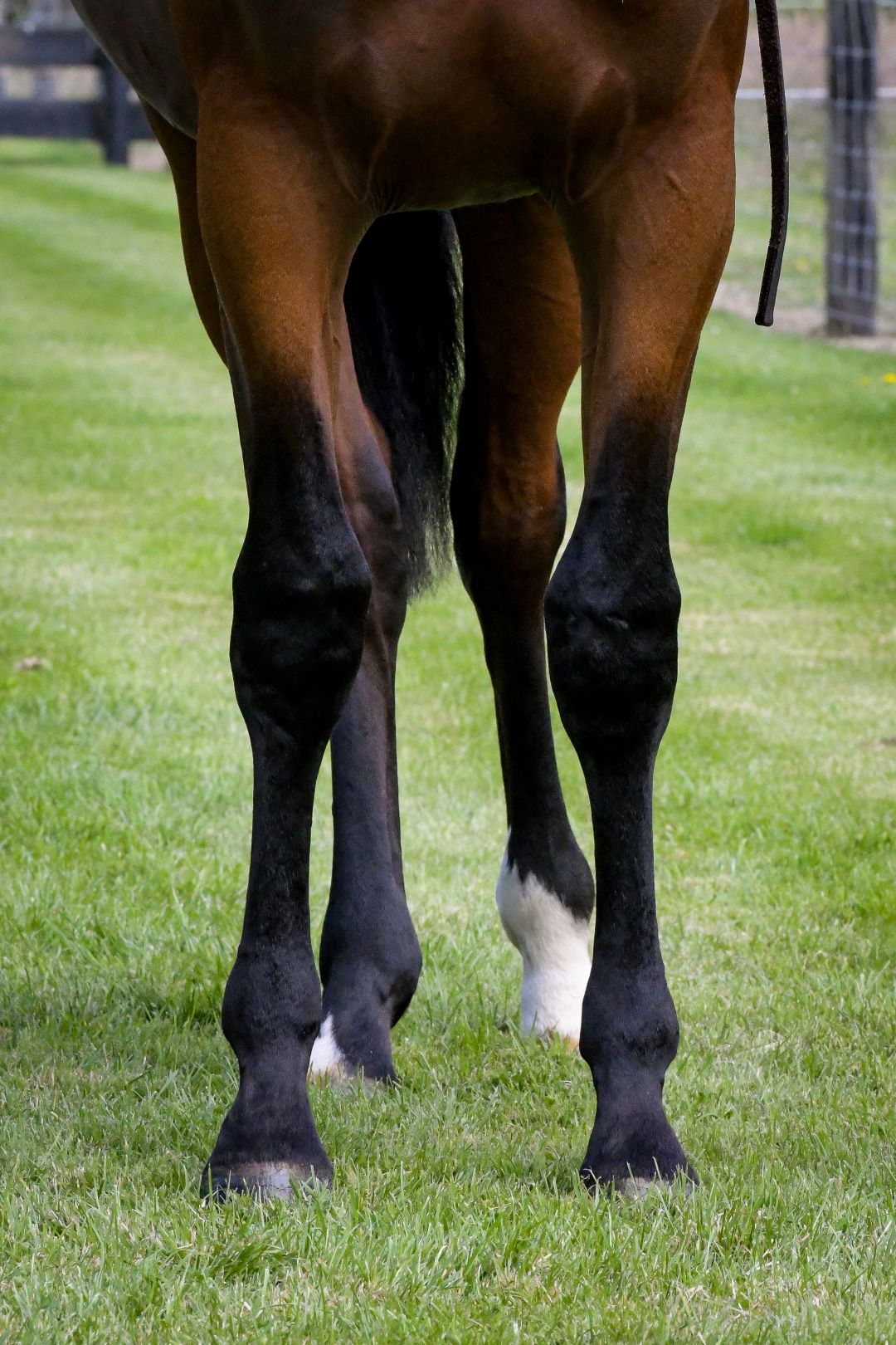 Rakero Falcon | National Yearling Sale, Christchurch | NZB Standardbred ...