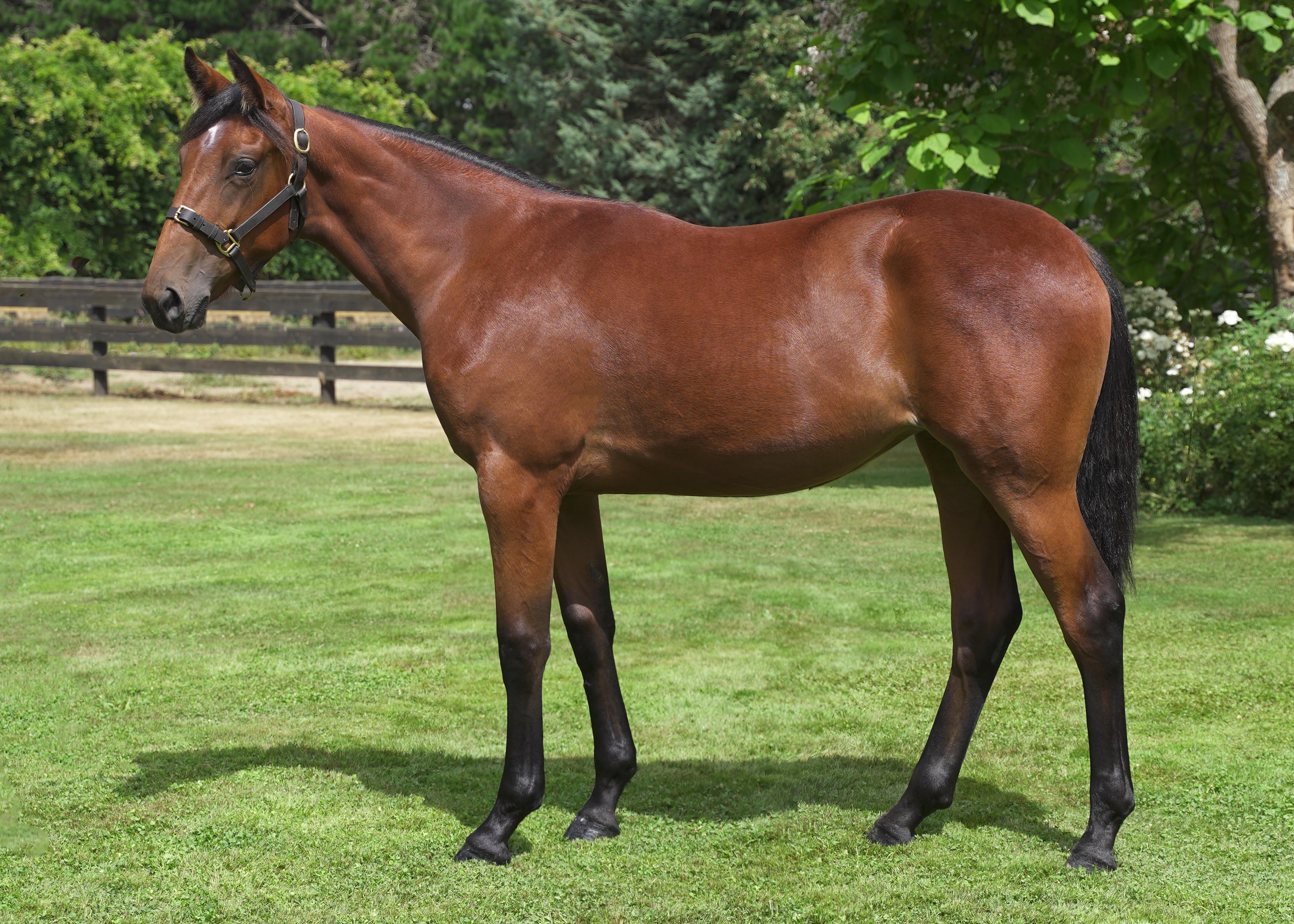 Paramount Express | National Yearling Sale, Christchurch | NZB ...