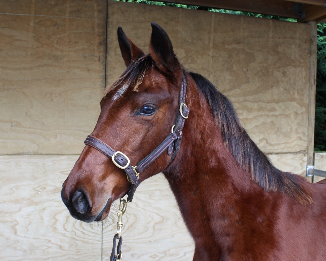 Rebellion | National Standardbred Weanling Sale | NZB Standardbred ...