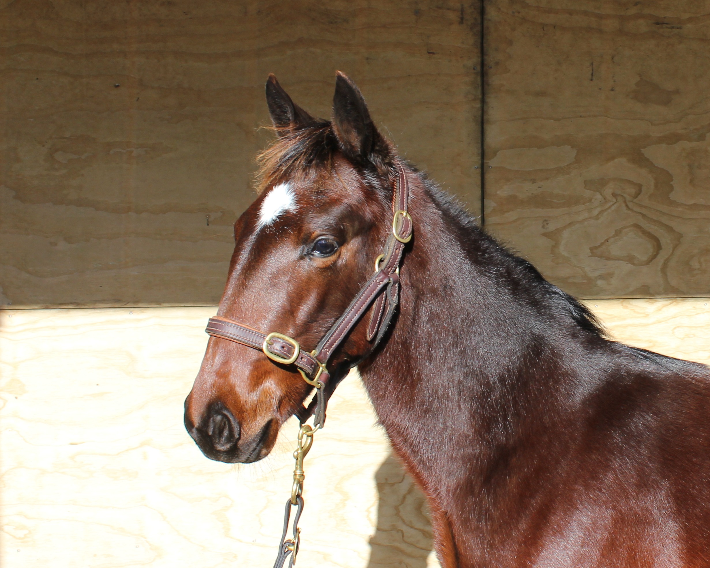 Bally Bay | National Standardbred Weanling Sale | NZB Standardbred ...