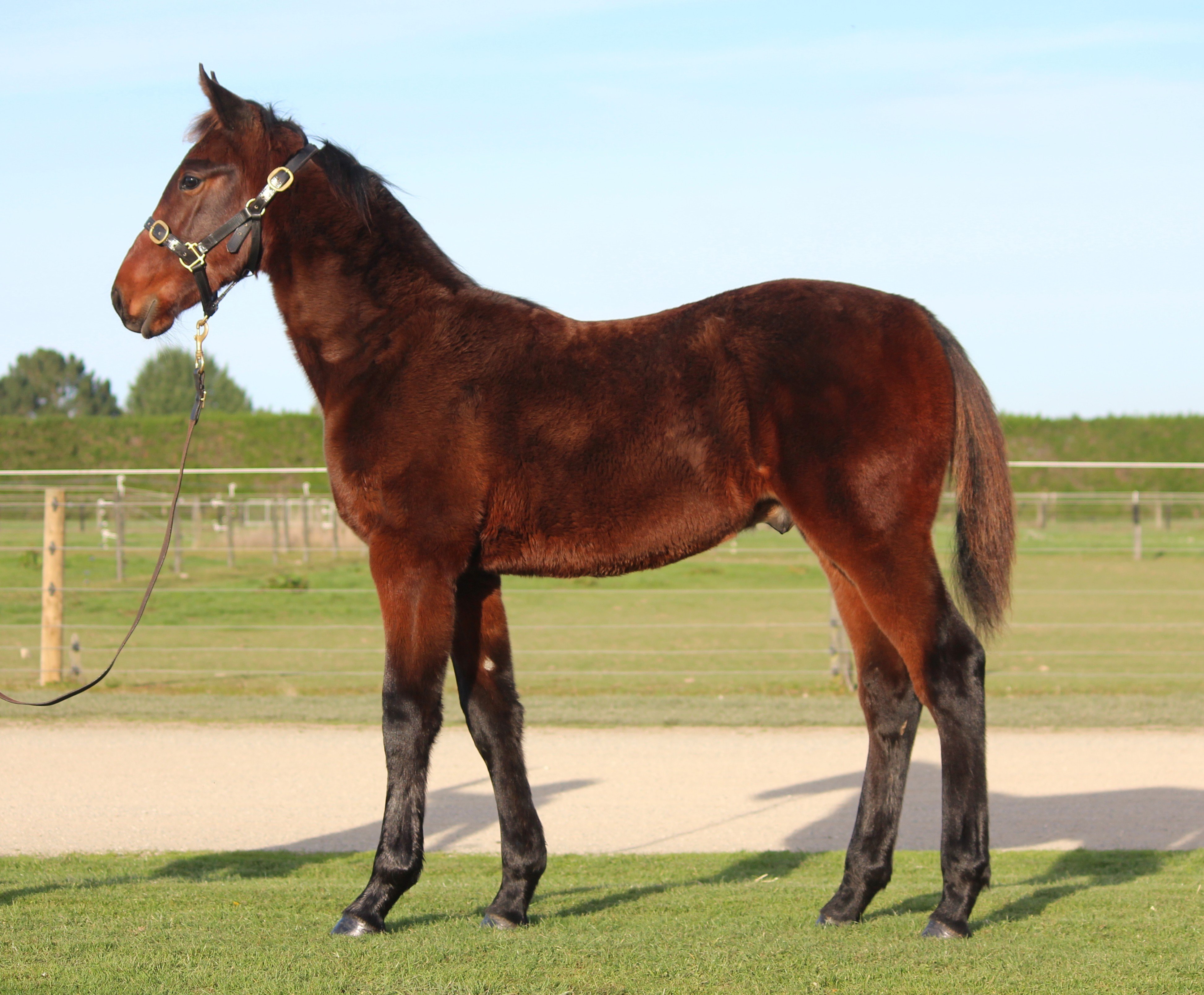 | National Standardbred Weanling Sale | NZB Standardbred | Standardbred ...