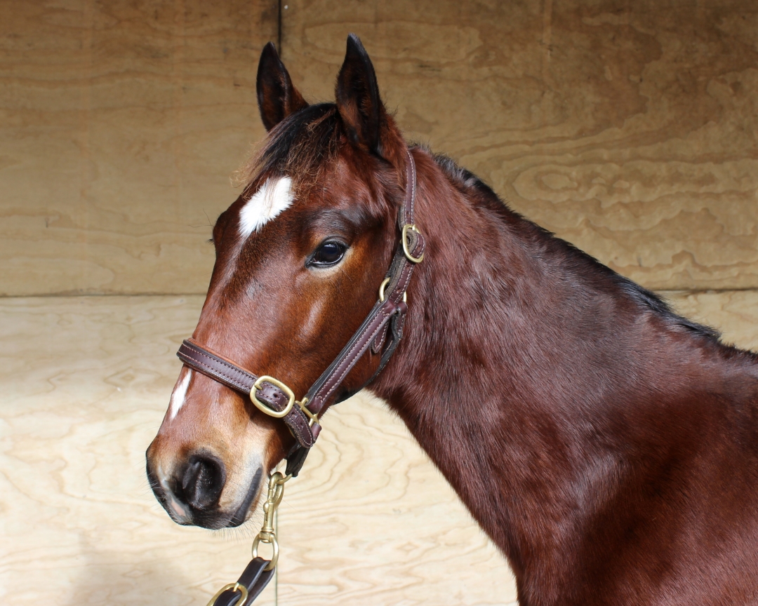 | National Standardbred Weanling Sale | NZB Standardbred | Standardbred ...