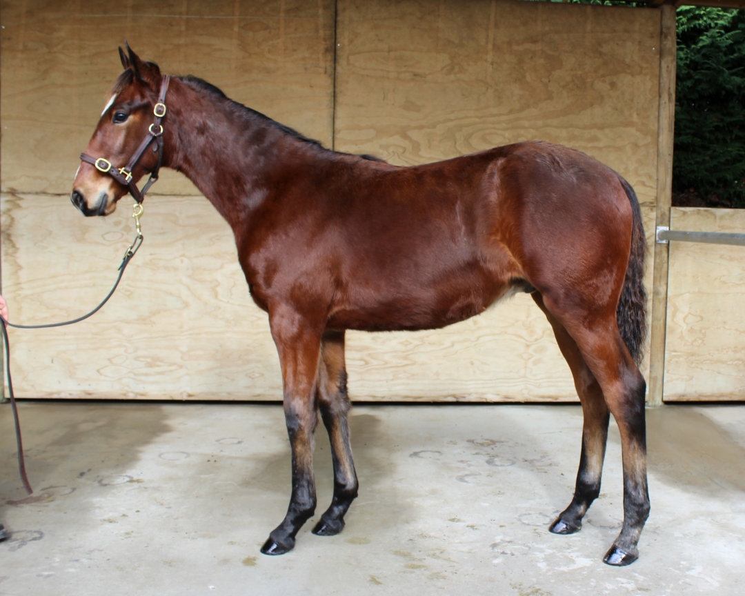 | National Standardbred Weanling Sale | NZB Standardbred | Standardbred ...