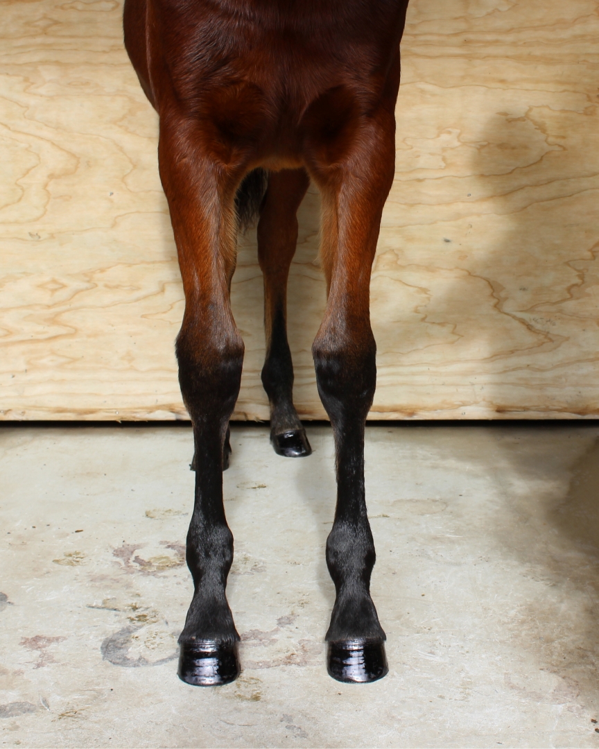 | National Standardbred Weanling Sale | NZB Standardbred | Standardbred ...