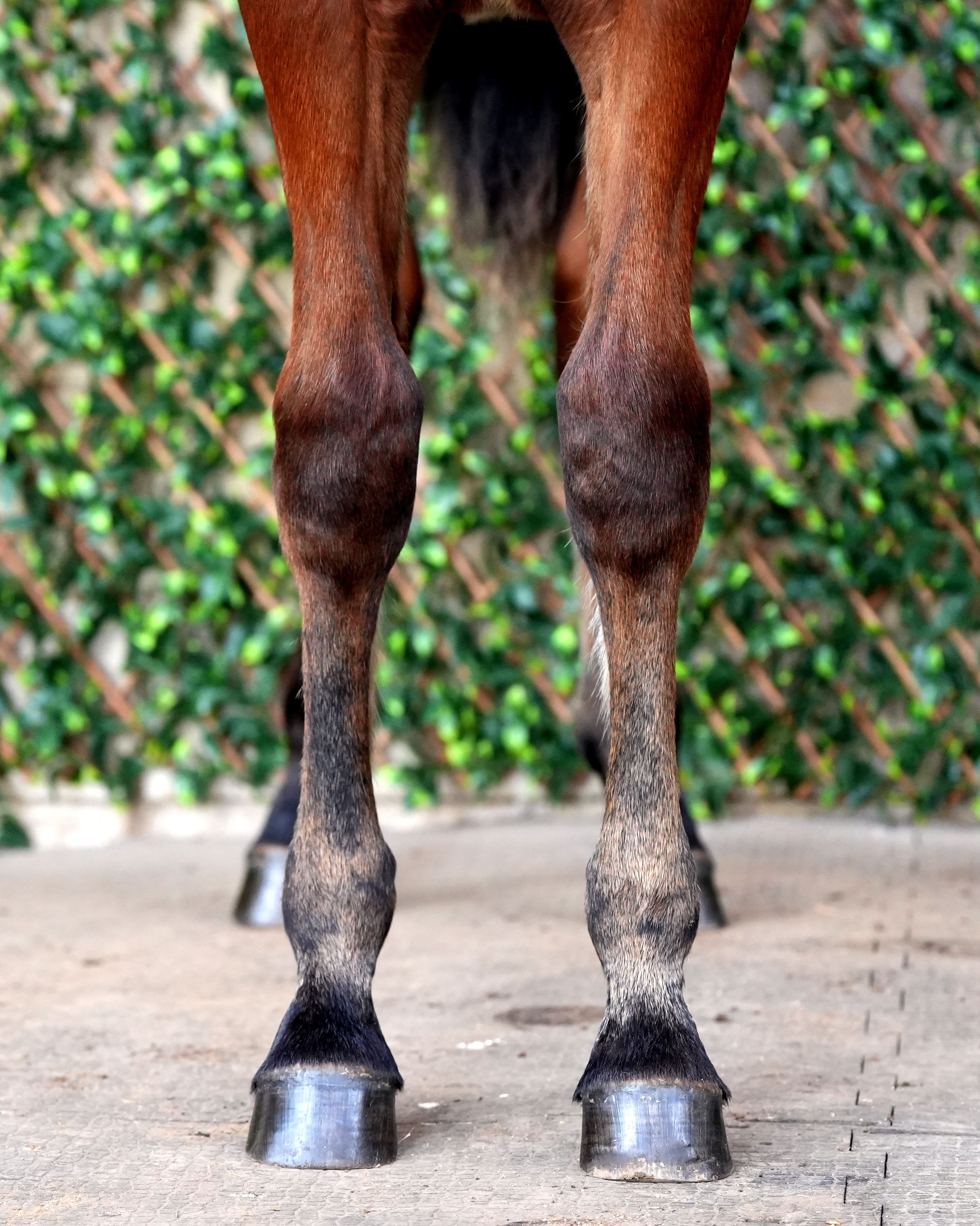 Rakero Riptide | National Standardbred Weanling Sale | NZB Standardbred ...