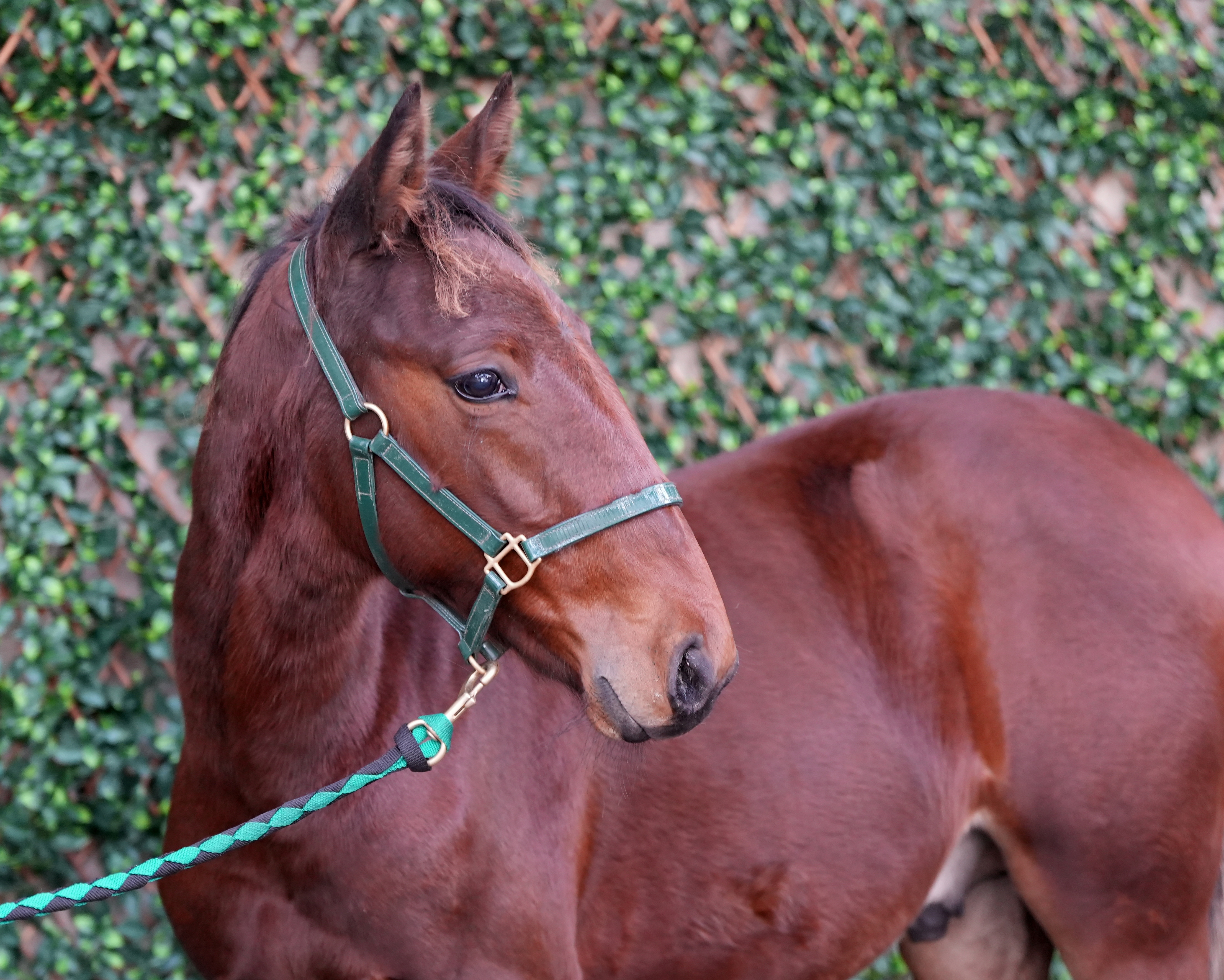 Rakero Riptide | National Standardbred Weanling Sale | NZB Standardbred ...