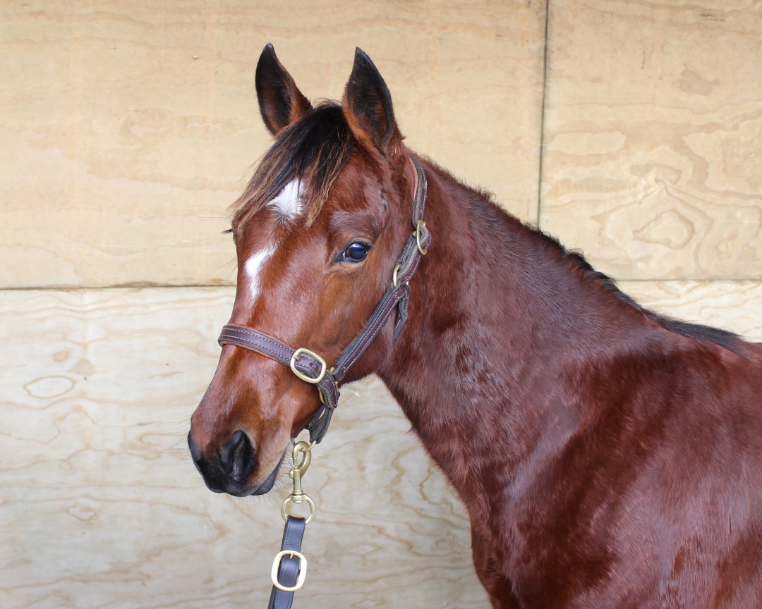 | National Standardbred Weanling Sale | NZB Standardbred | Standardbred ...