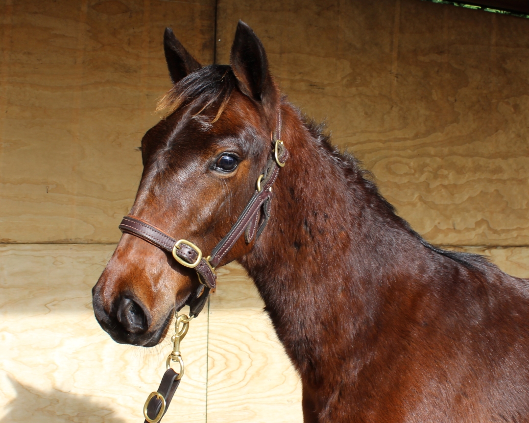 | National Standardbred Weanling Sale | NZB Standardbred | Standardbred ...