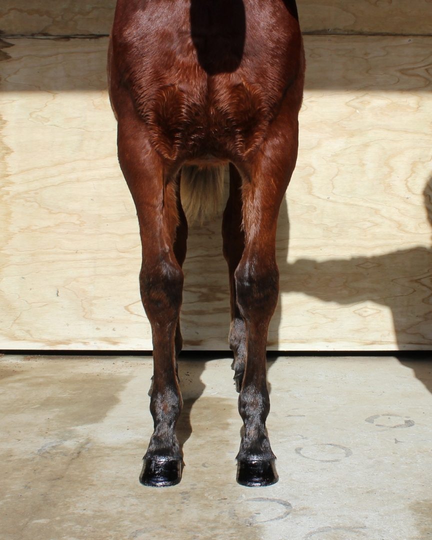 | National Standardbred Weanling Sale | NZB Standardbred | Standardbred ...