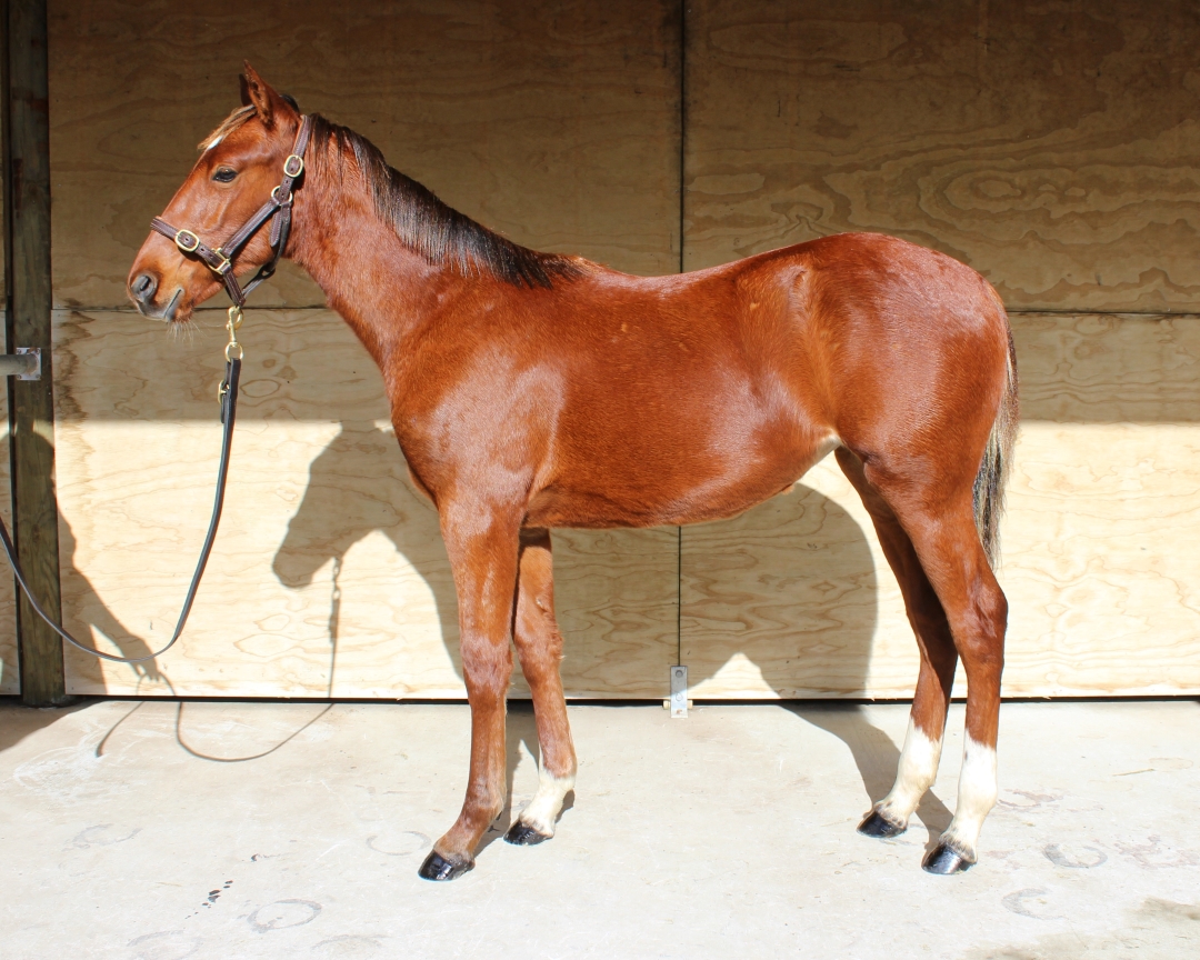 | National Standardbred Weanling Sale | NZB Standardbred | Standardbred ...