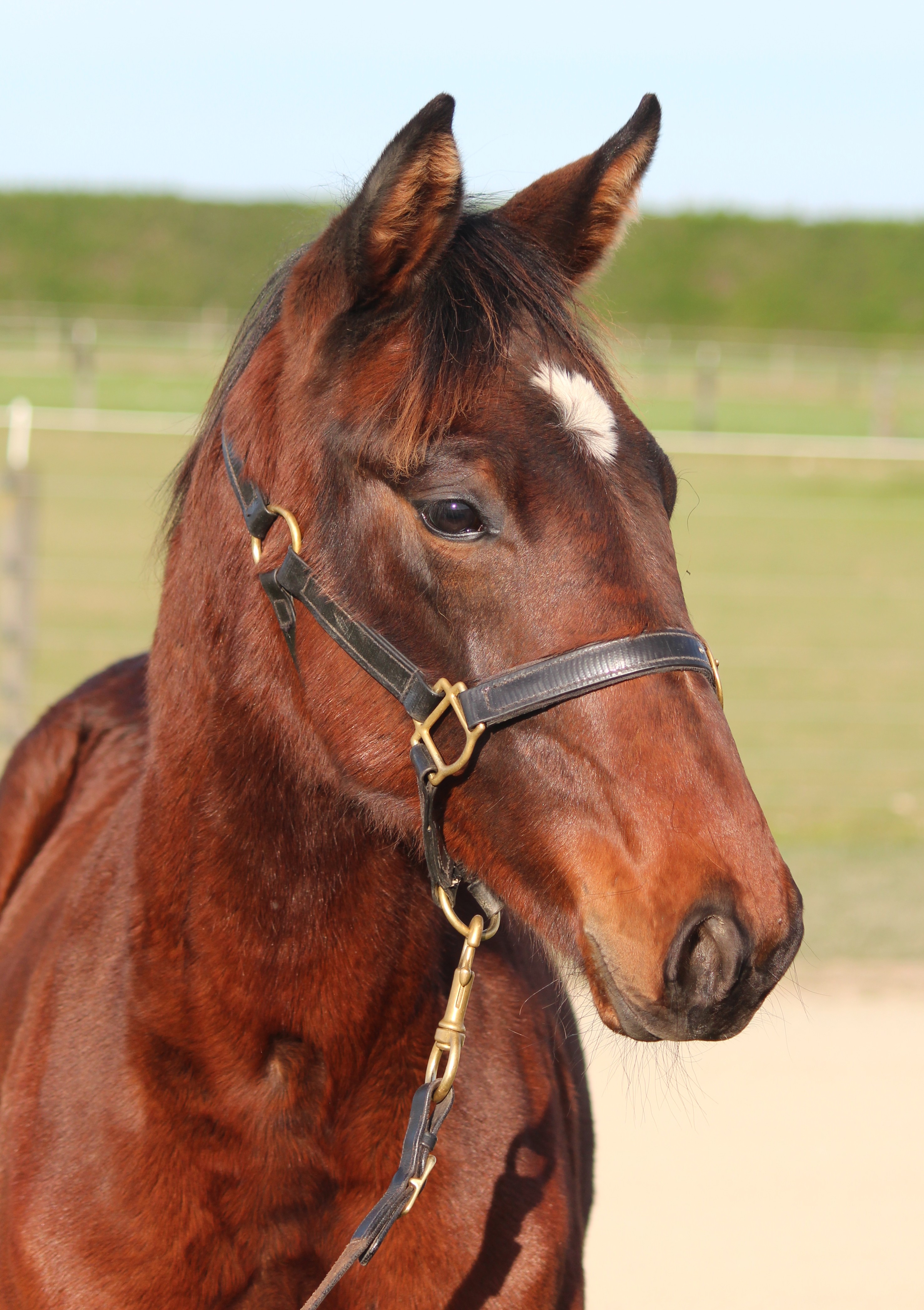 Rakero Ranger | National Standardbred Weanling Sale | NZB Standardbred ...