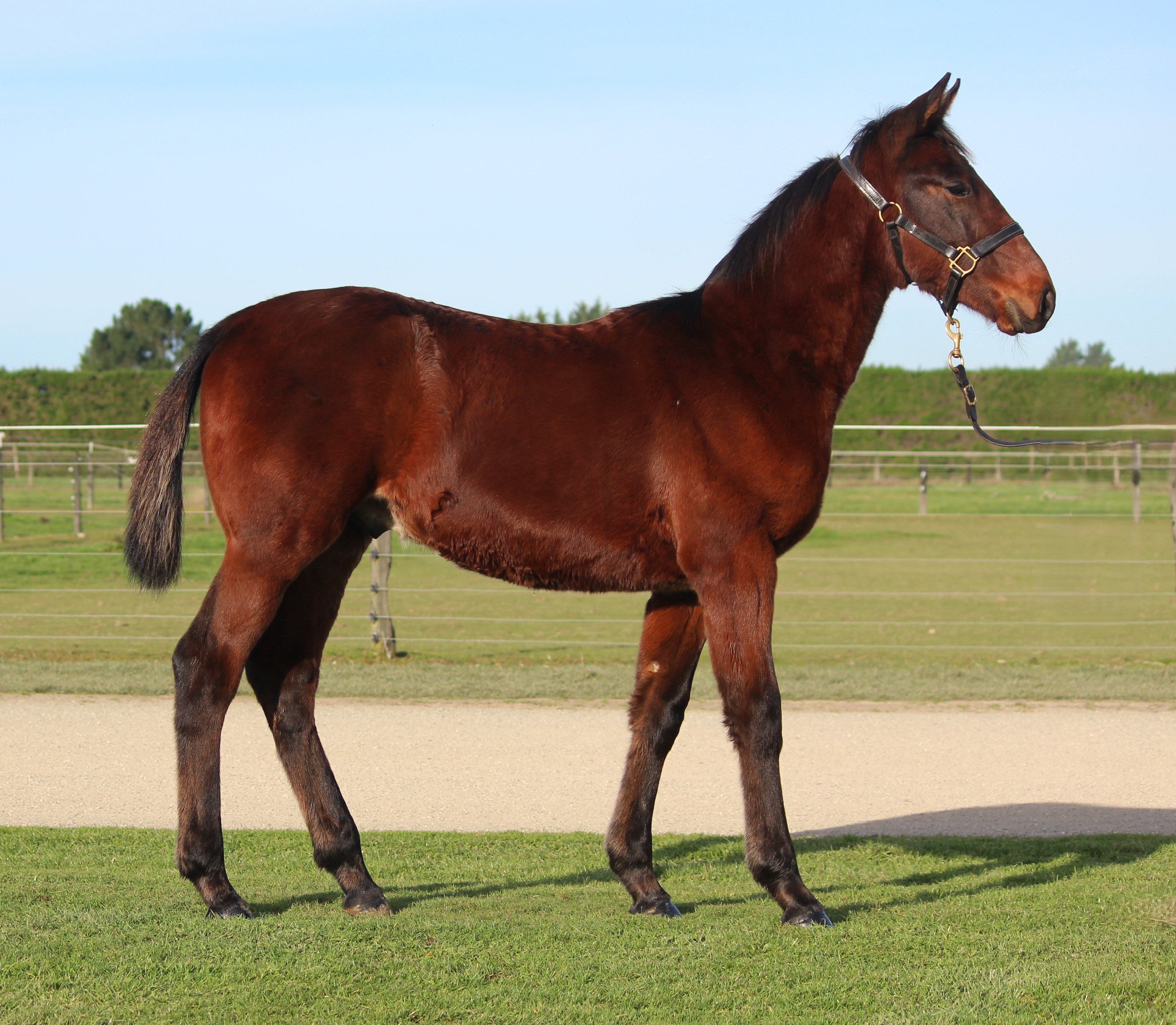 Rakero Ranger | National Standardbred Weanling Sale | NZB Standardbred ...